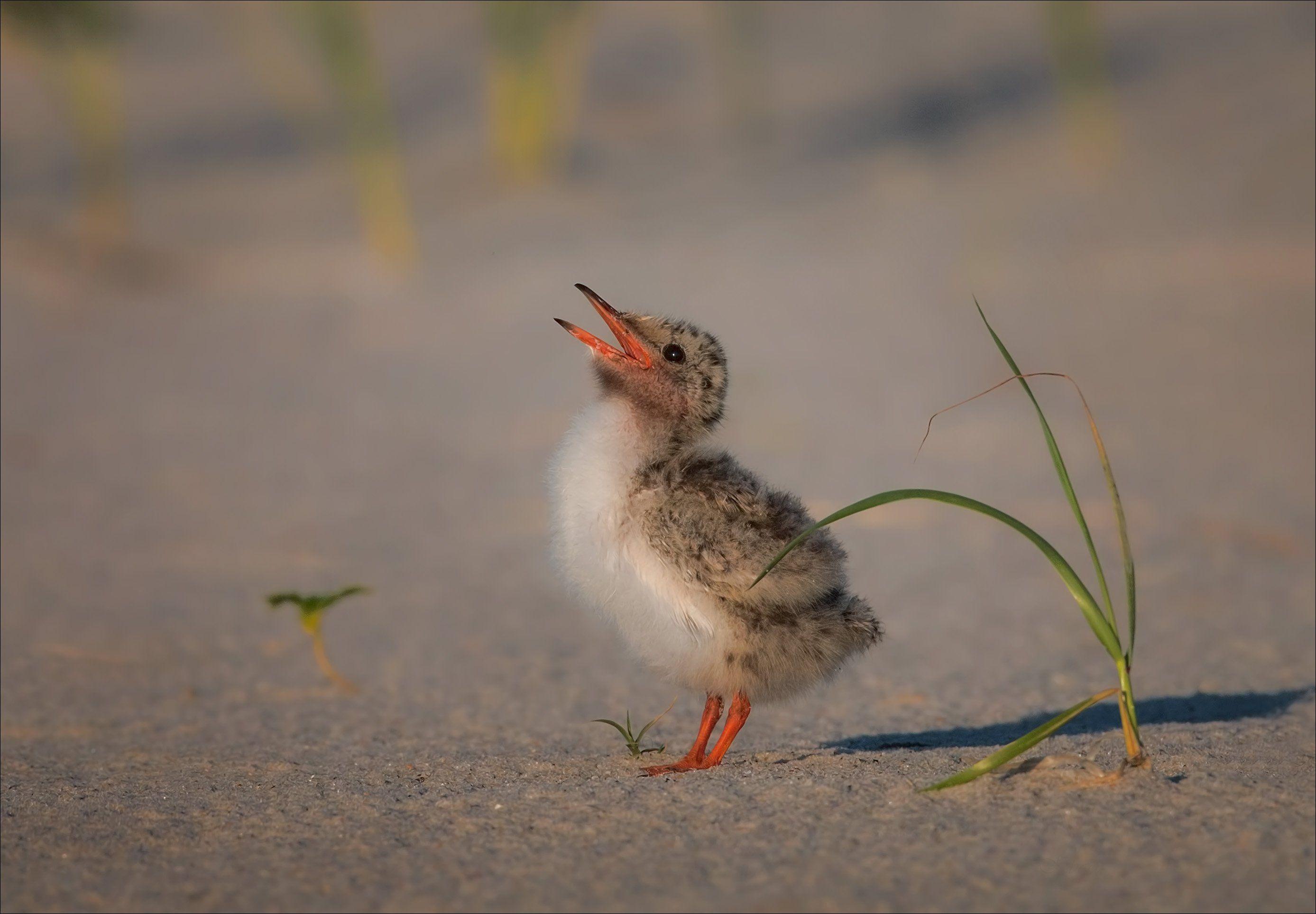 Chick Wallpapers - Top Free Chick Backgrounds - WallpaperAccess