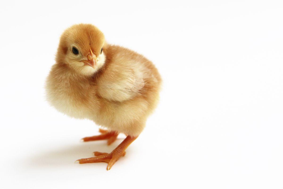 Chick Wallpapers - Top Free Chick Backgrounds - WallpaperAccess