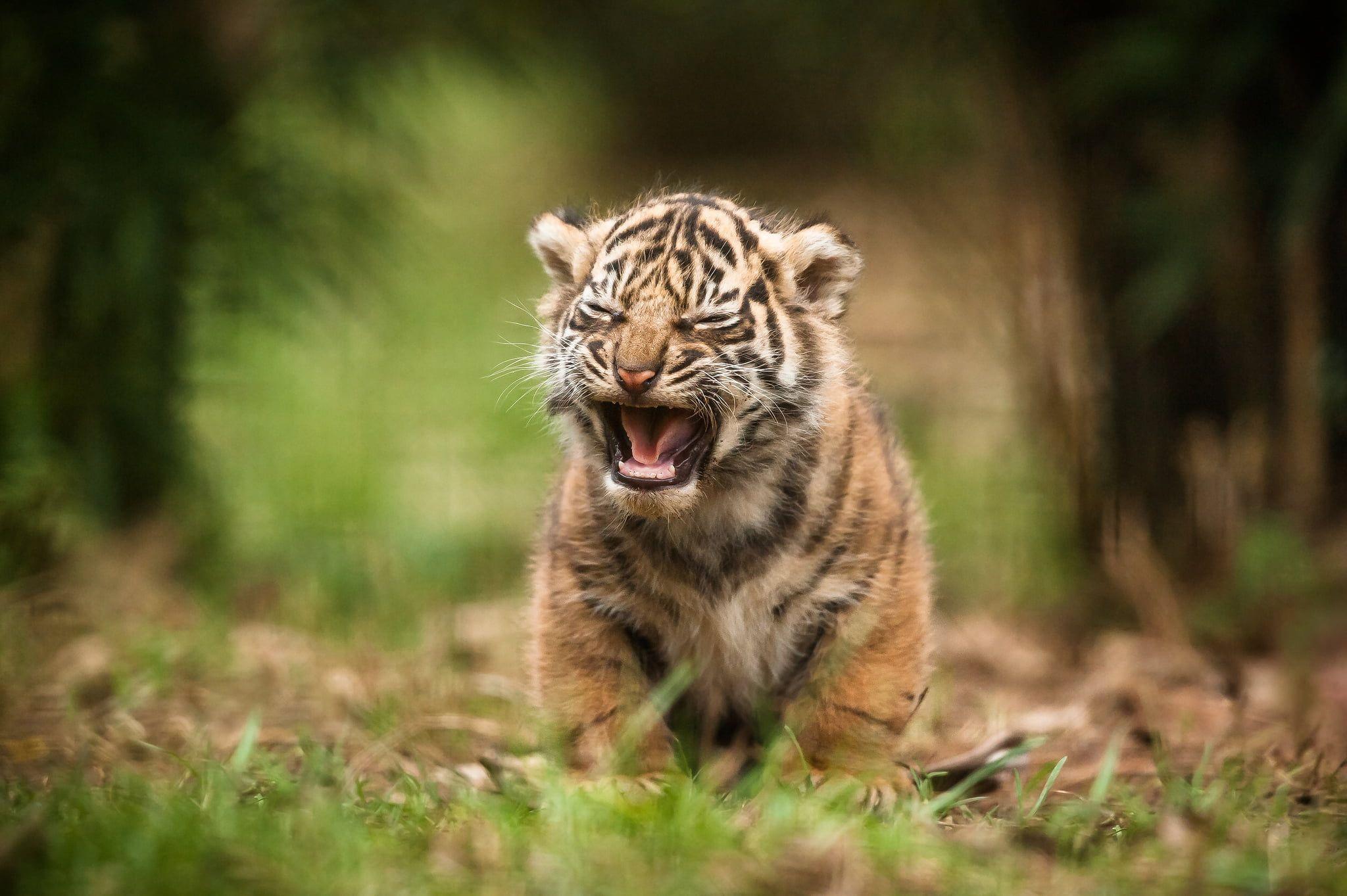 Tiger Cub Wallpapers - Top Free Tiger Cub Backgrounds - WallpaperAccess