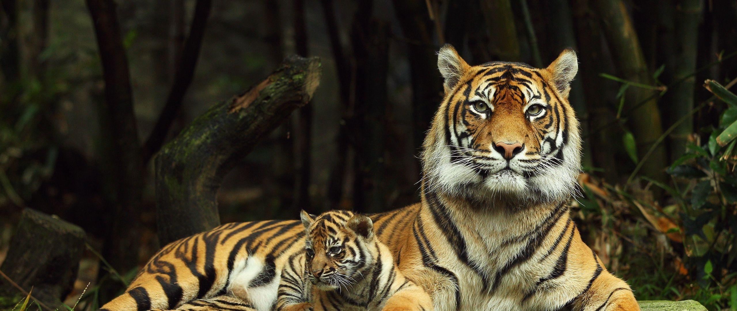 Tiger Cubs Wallpapers - Top Free Tiger Cubs Backgrounds - WallpaperAccess