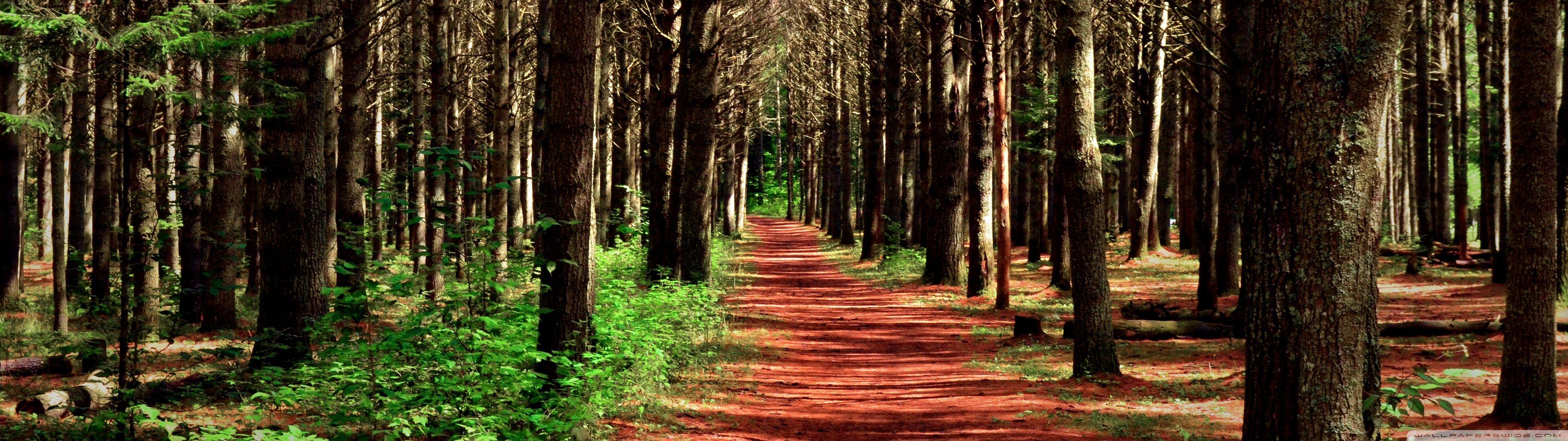 3840x1080 Forest Wallpapers - Top Free 3840x1080 Forest Backgrounds ...