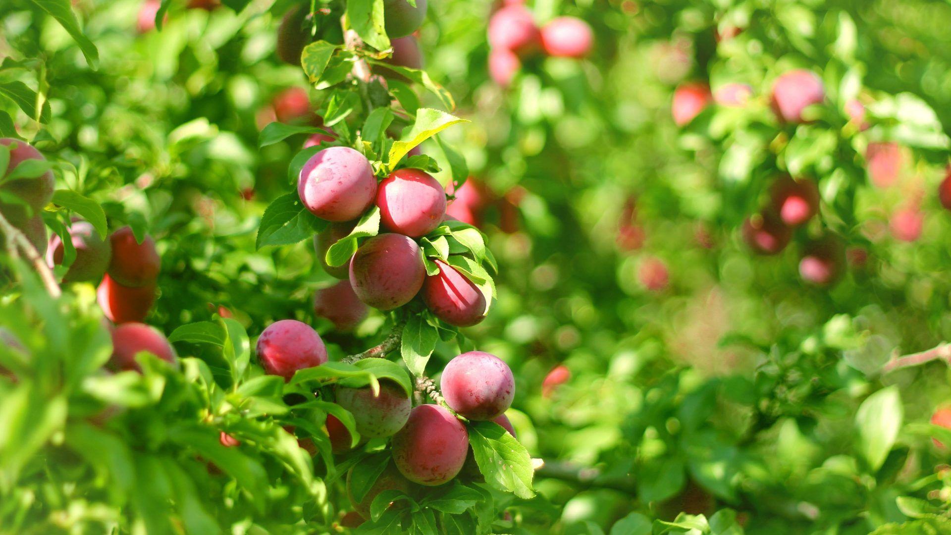 Fruit Laptop Wallpapers - Top Free Fruit Laptop Backgrounds ...