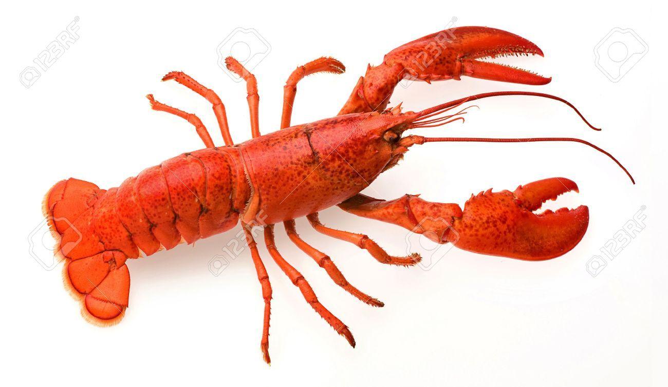 Lobster Wallpapers - Top Free Lobster Backgrounds - WallpaperAccess