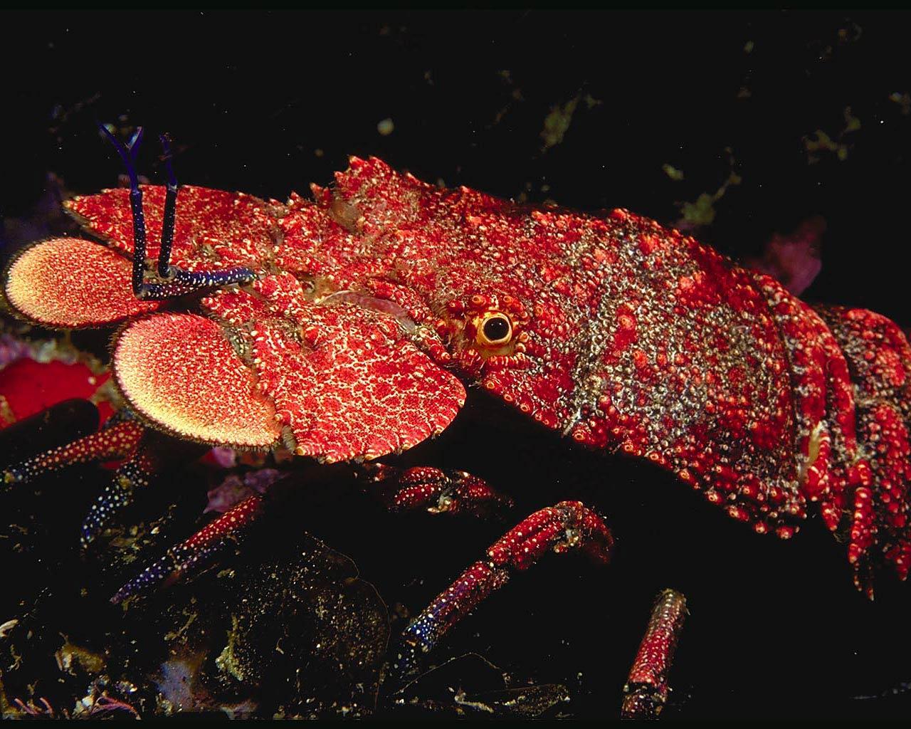 Lobster Wallpapers - Top Free Lobster Backgrounds - WallpaperAccess