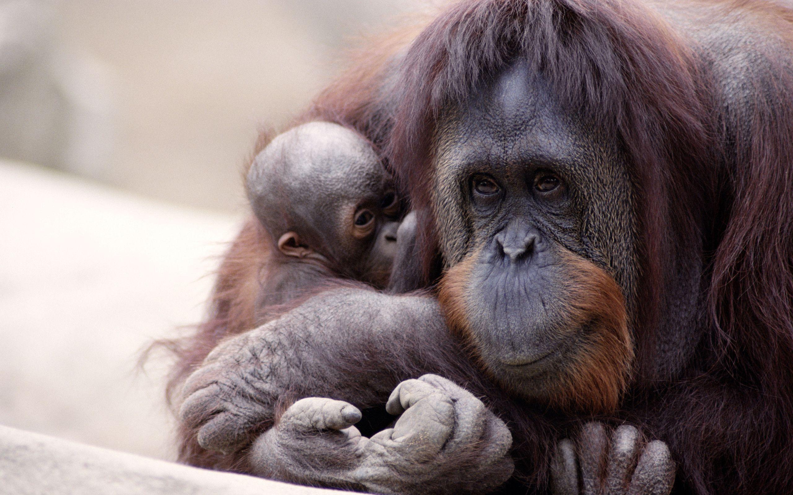 Orangutan Wallpapers - Top Free Orangutan Backgrounds - WallpaperAccess