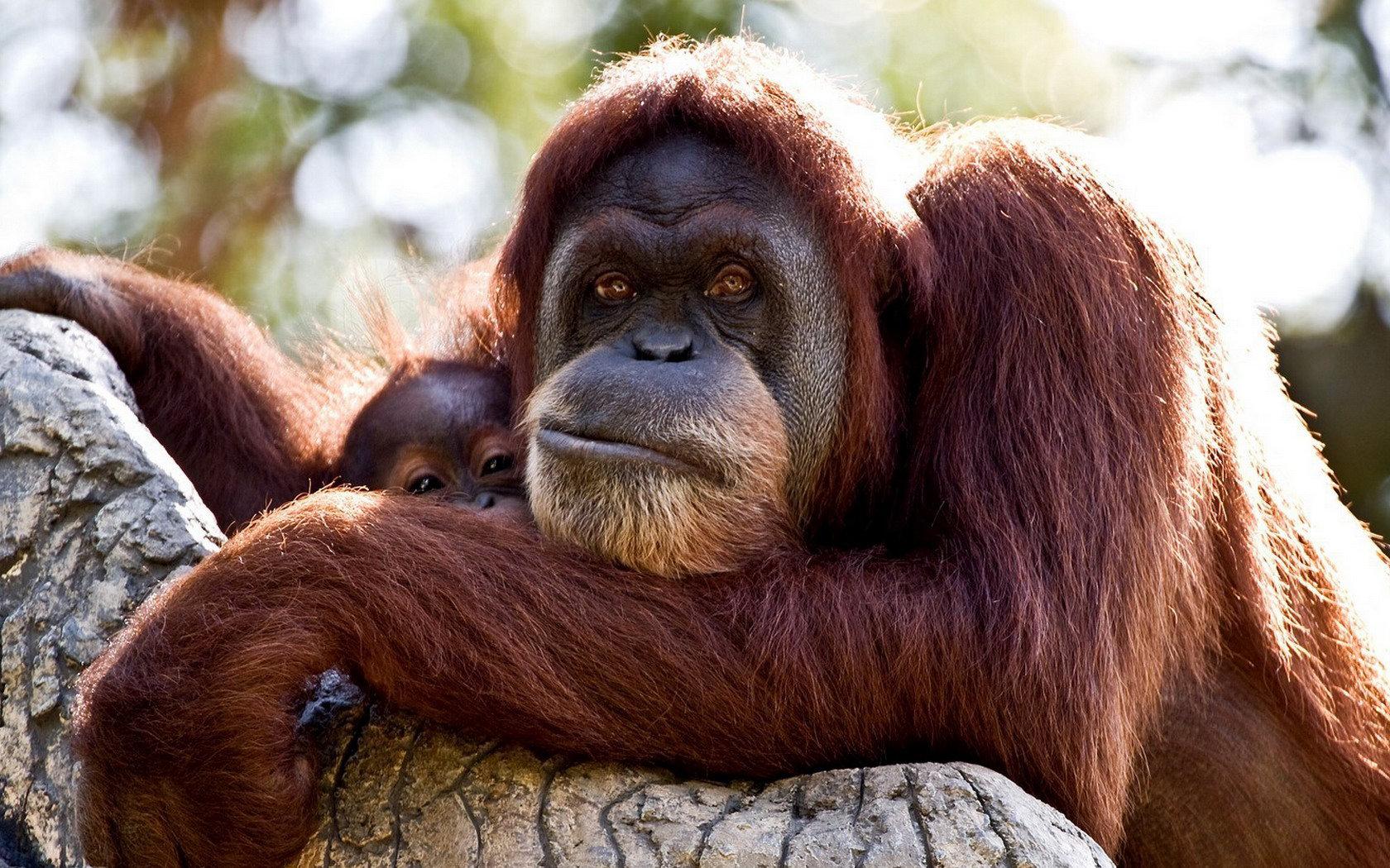Orangutan Wallpapers - Top Free Orangutan Backgrounds - WallpaperAccess