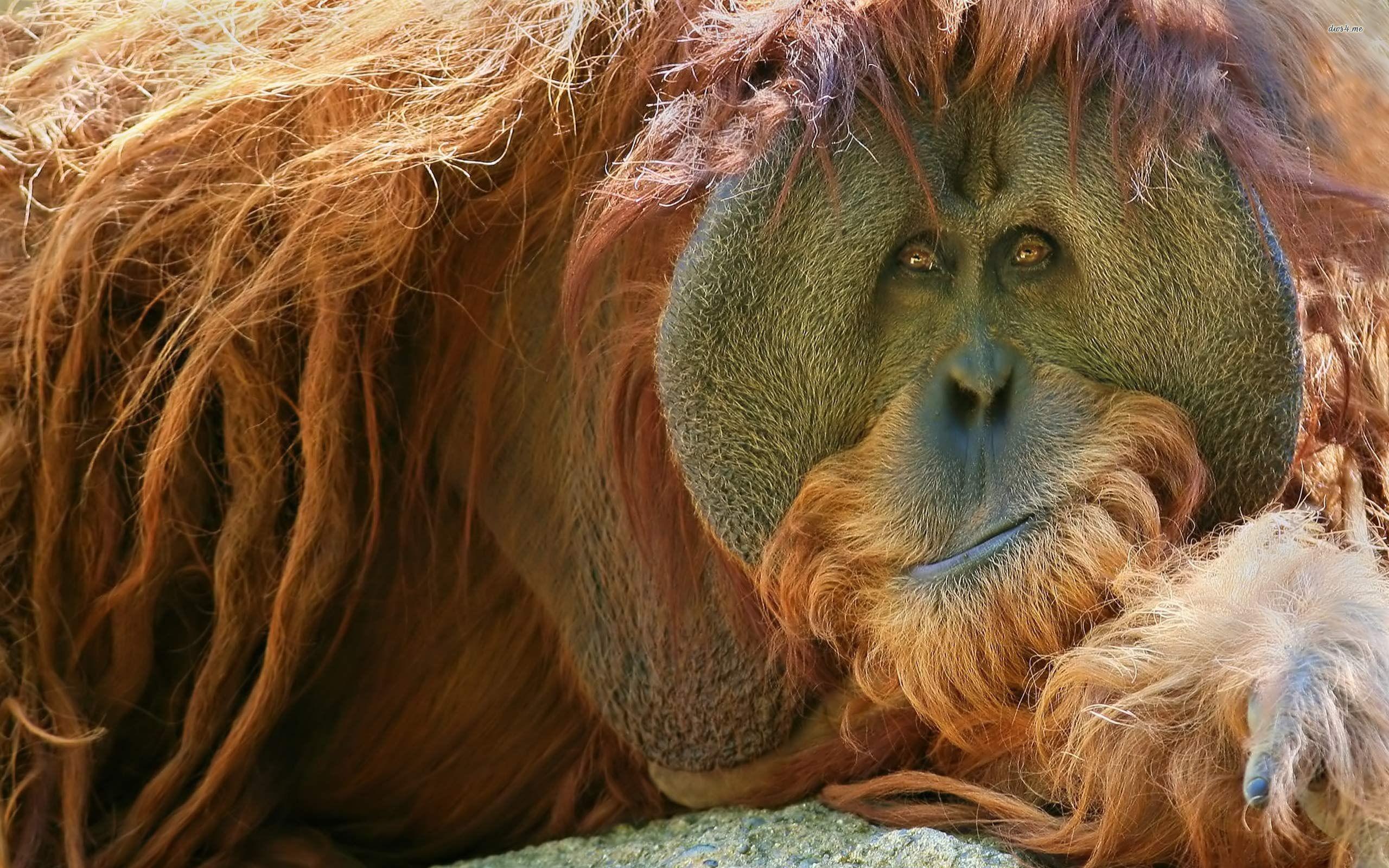 Orangutan Wallpapers - Top Free Orangutan Backgrounds - WallpaperAccess