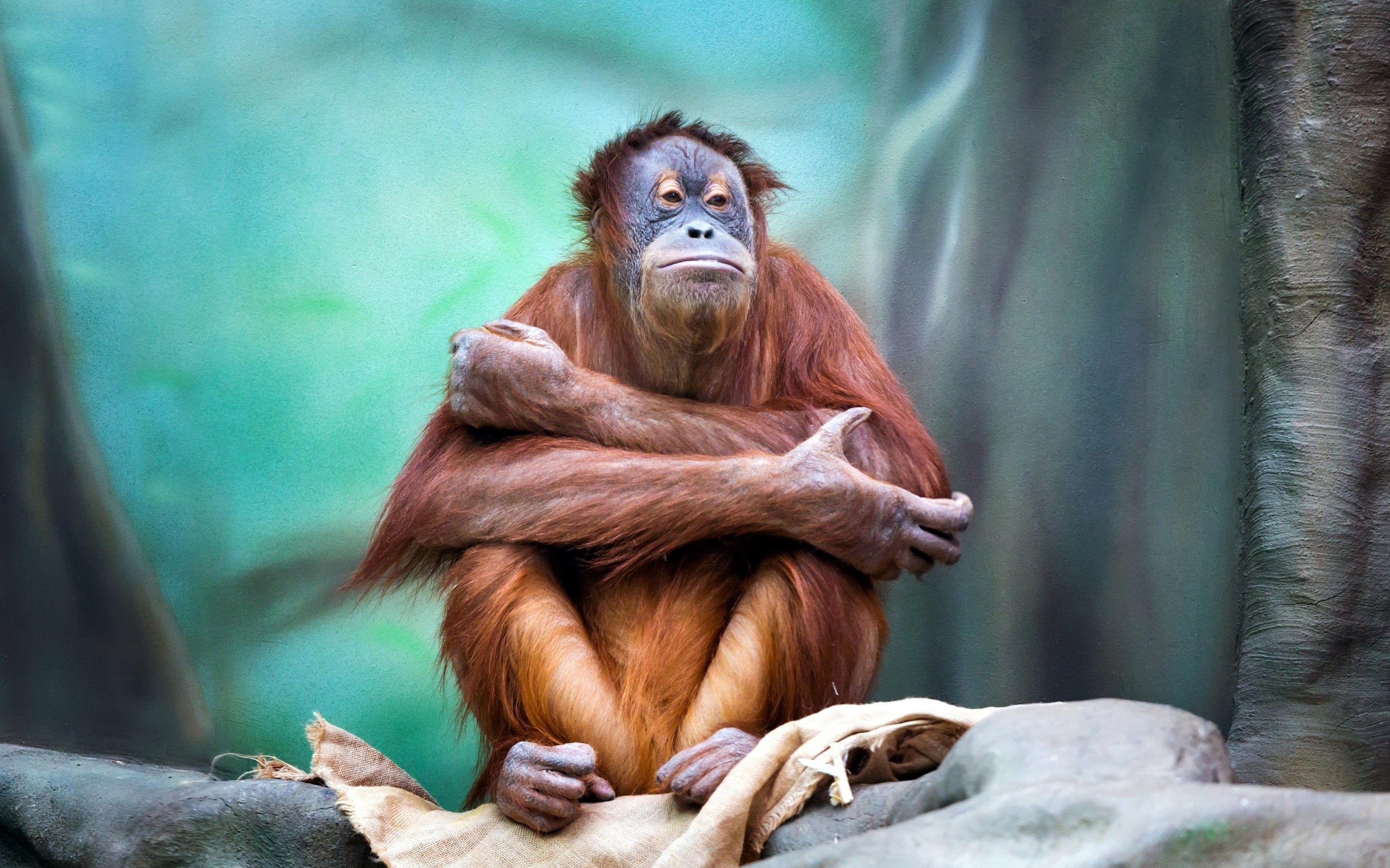 Orangutan Wallpapers - Top Free Orangutan Backgrounds - WallpaperAccess