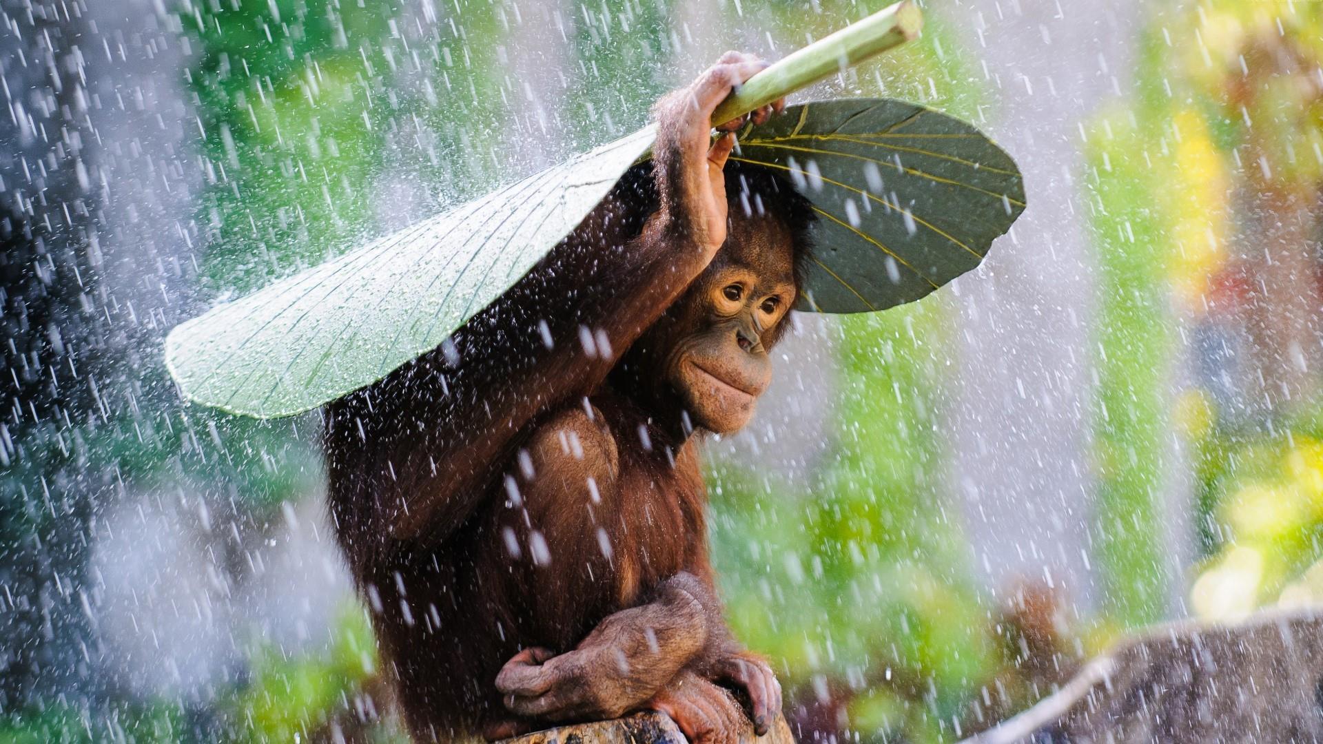 Orangutan Wallpapers - Top Free Orangutan Backgrounds - WallpaperAccess