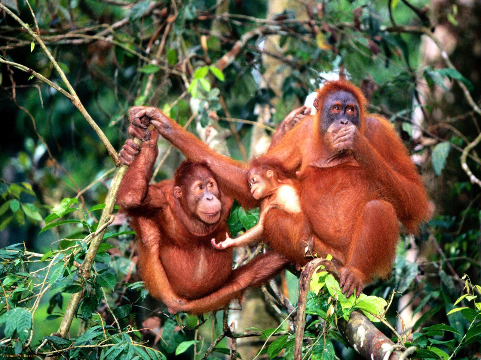 Orangutan Wallpapers - Top Free Orangutan Backgrounds - WallpaperAccess