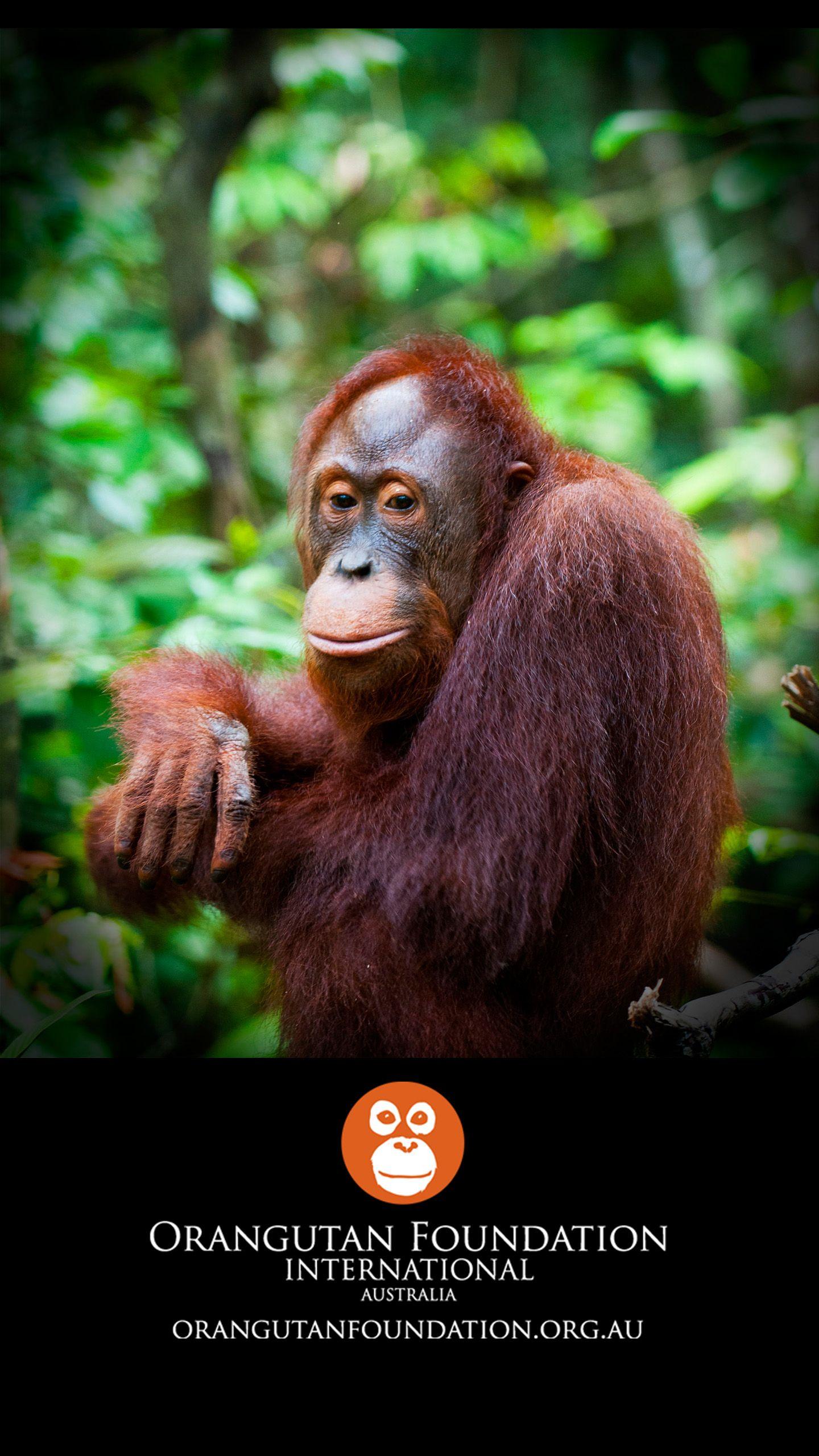 Monkey Phone Wallpapers - Top Free Monkey Phone Backgrounds ...