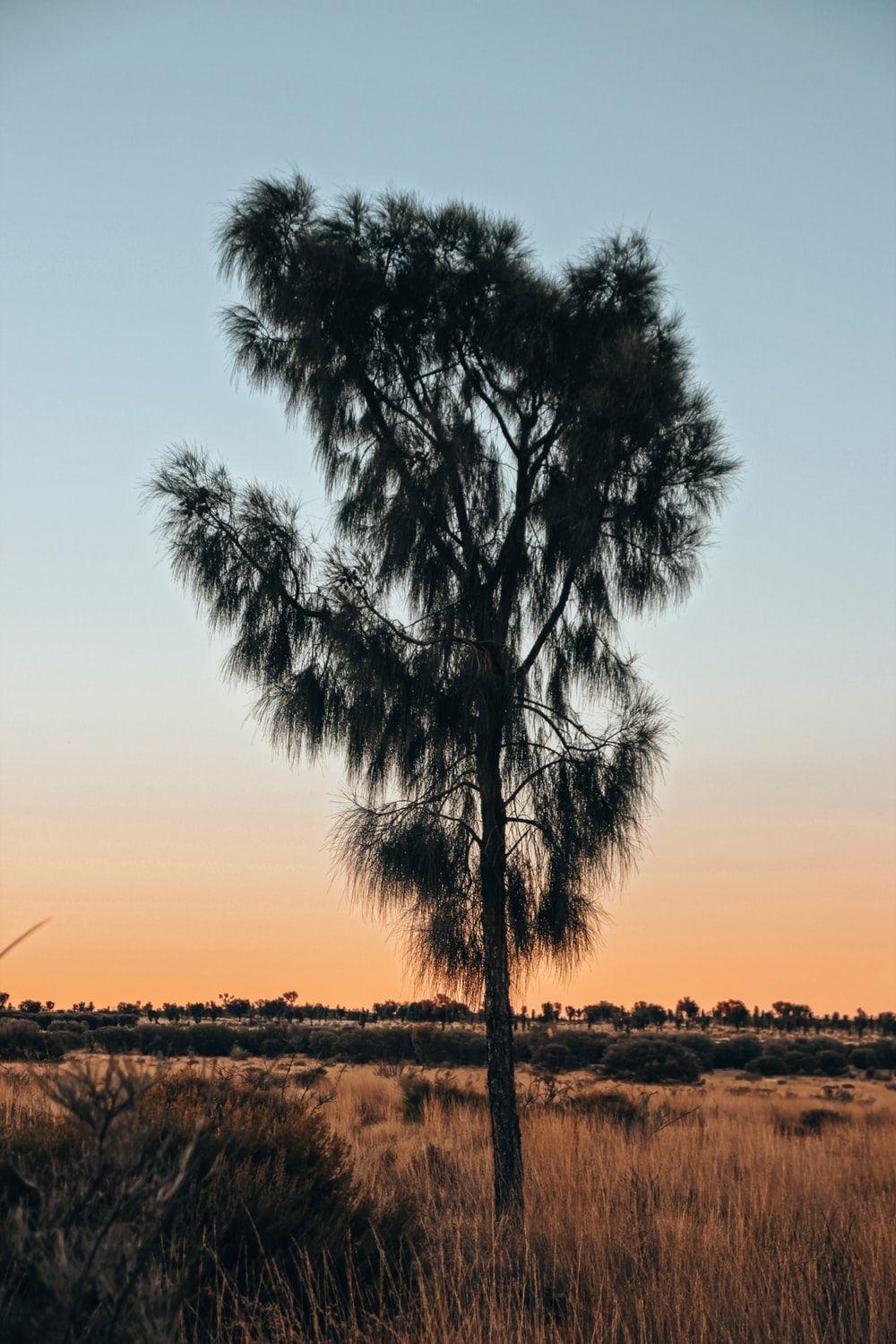 Outback Wallpapers - Top Free Outback Backgrounds - WallpaperAccess