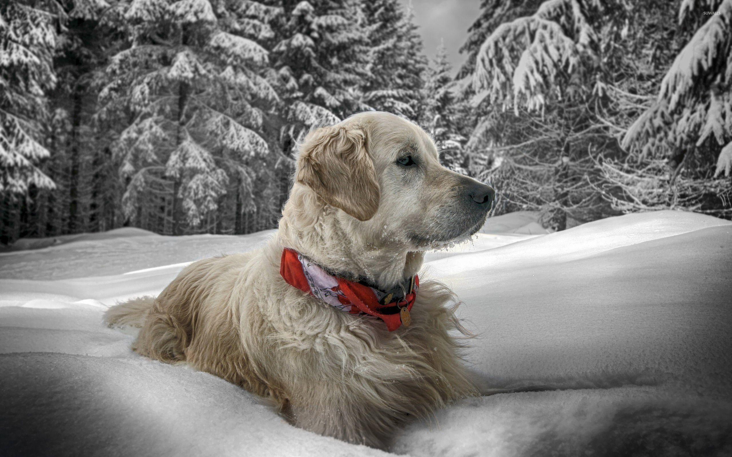 Snow Dog Wallpapers - Top Free Snow Dog Backgrounds - WallpaperAccess
