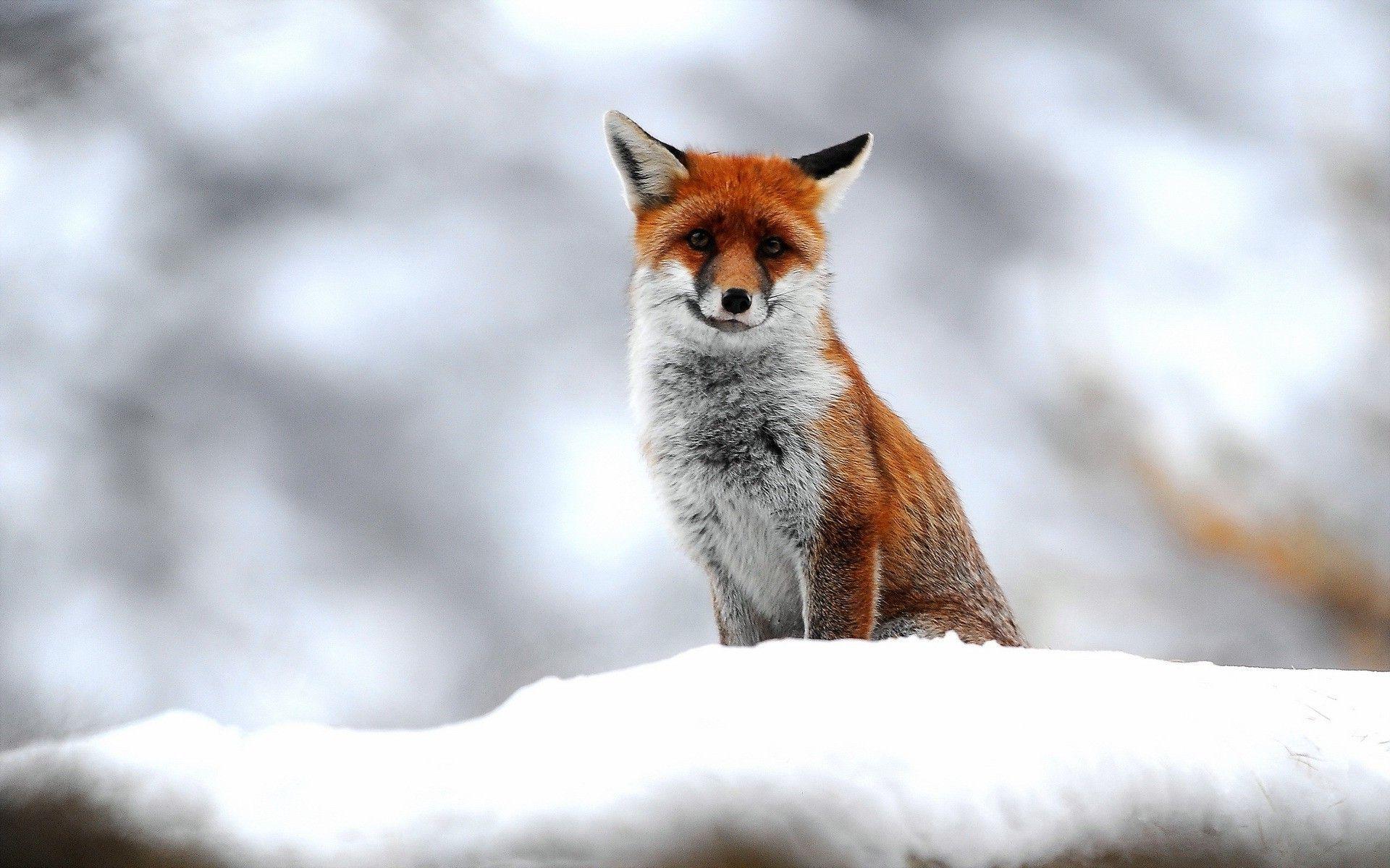 Animal Snow Wallpapers - Top Free Animal Snow Backgrounds - WallpaperAccess