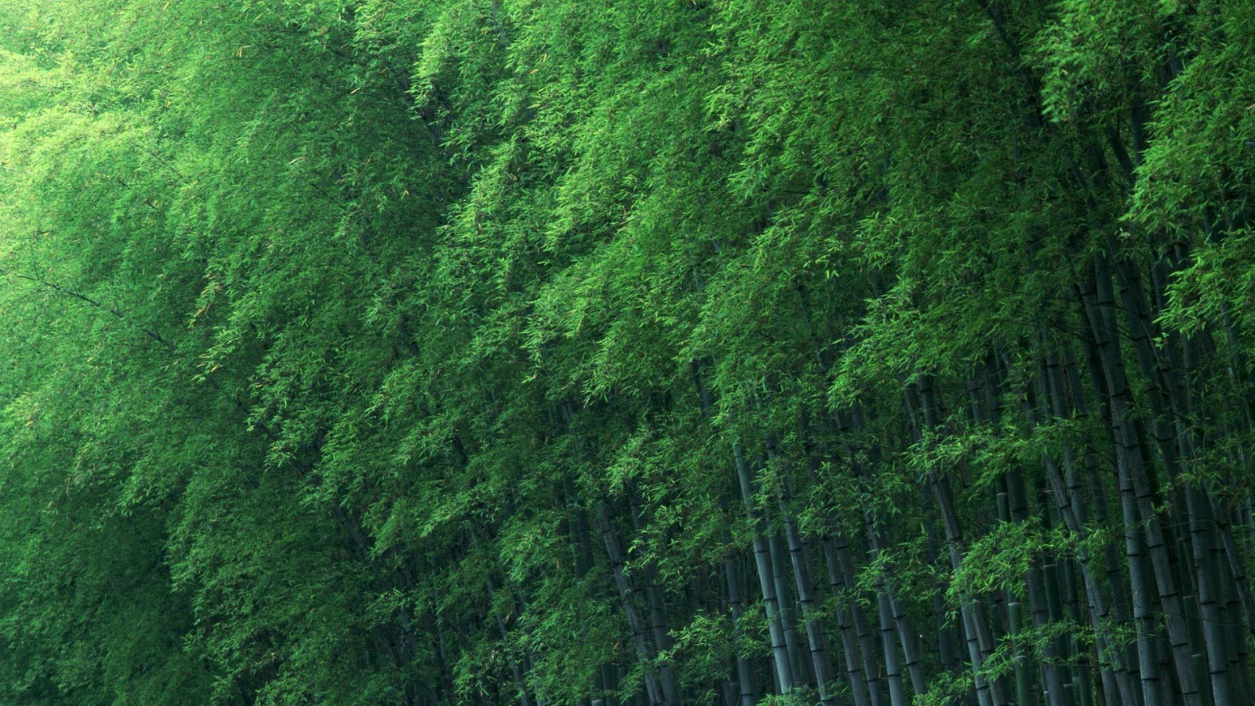 Japan Forest Wallpapers - Top Free Japan Forest Backgrounds ...