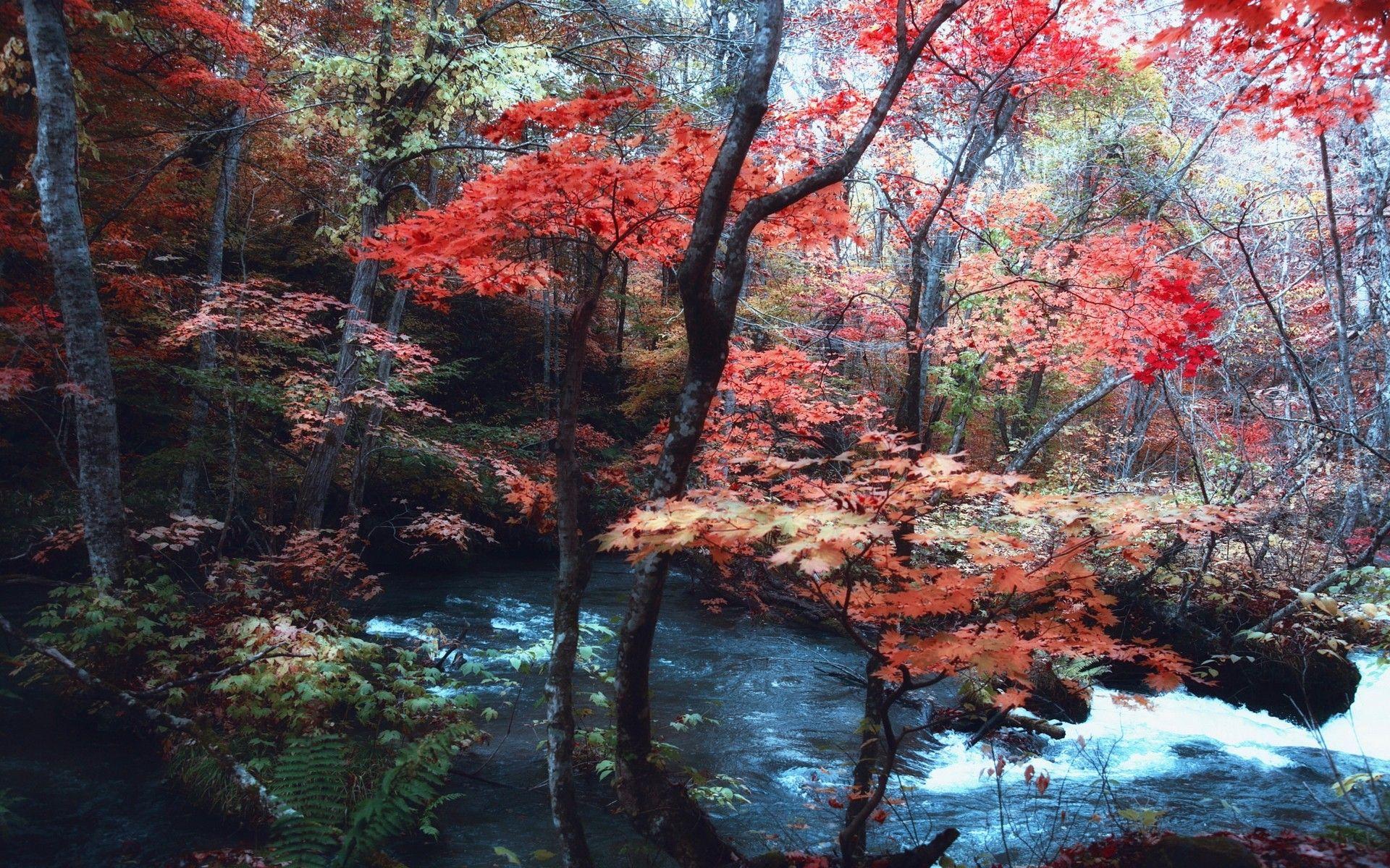 Japan Forest Wallpapers - Top Free Japan Forest Backgrounds ...