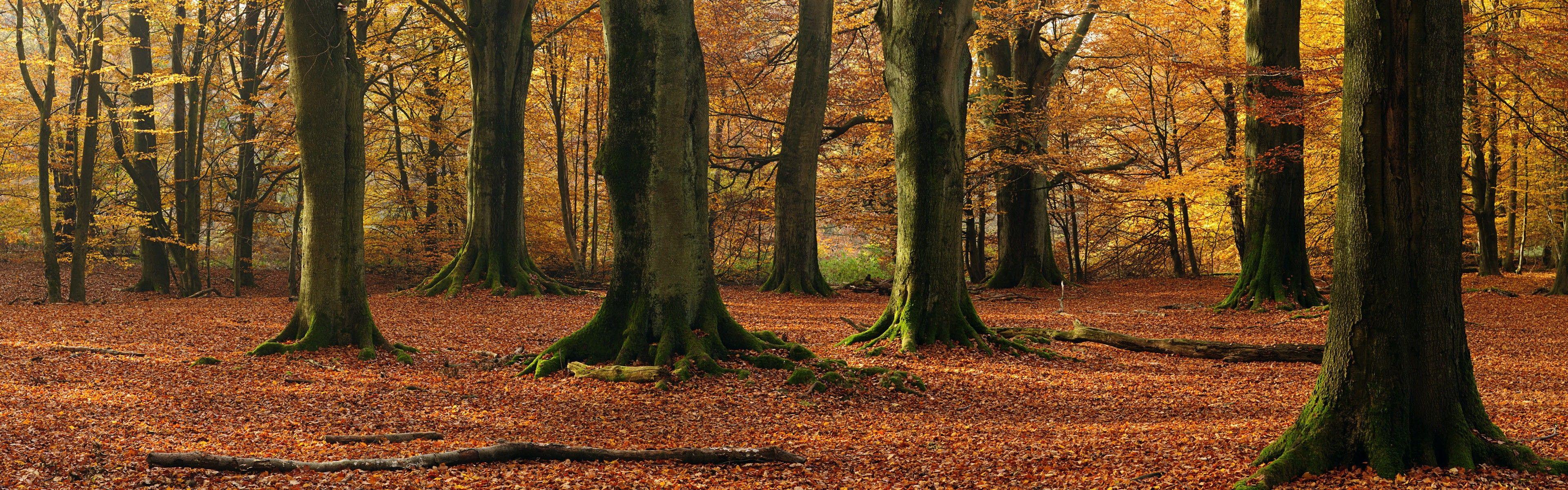 Japan Forest Wallpapers - Top Free Japan Forest Backgrounds ...