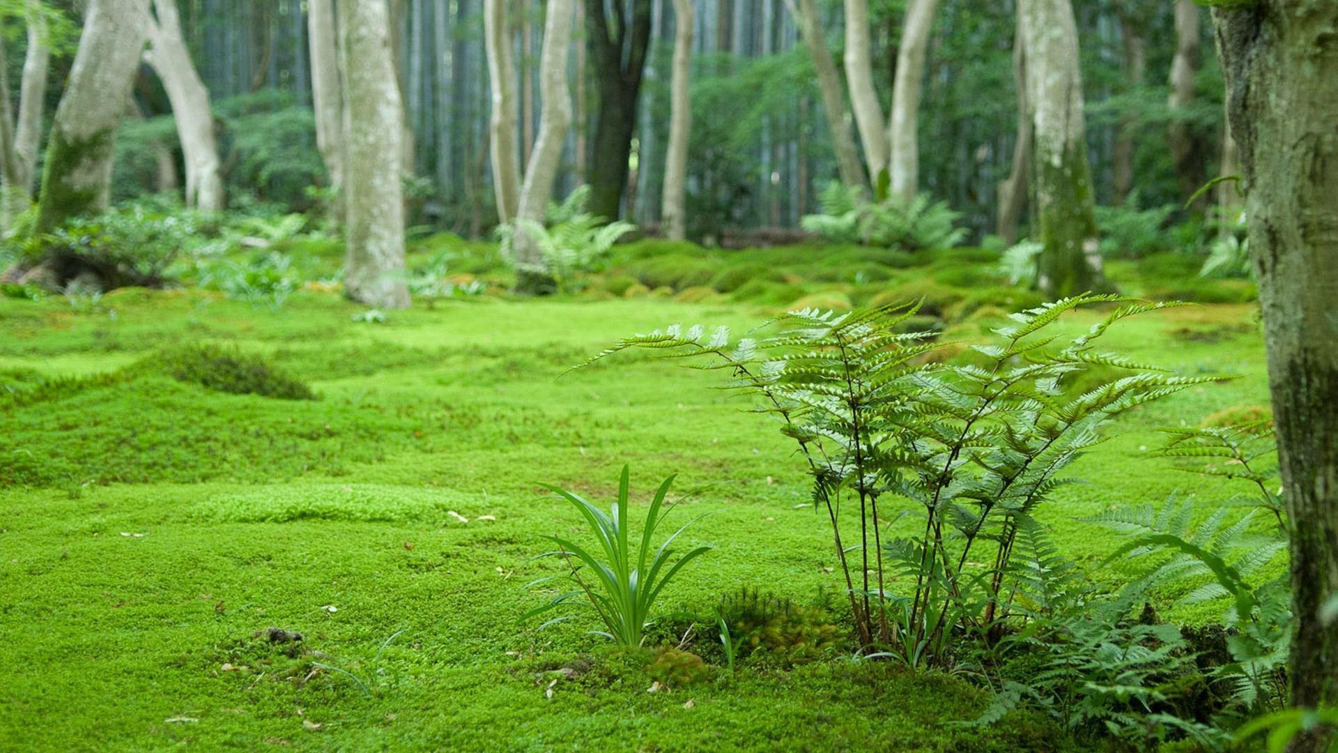 Japan Forest Wallpapers - Top Free Japan Forest Backgrounds ...