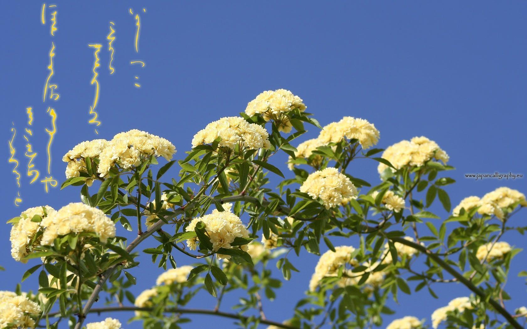 Summer Japan Wallpapers - Top Free Summer Japan Backgrounds ...