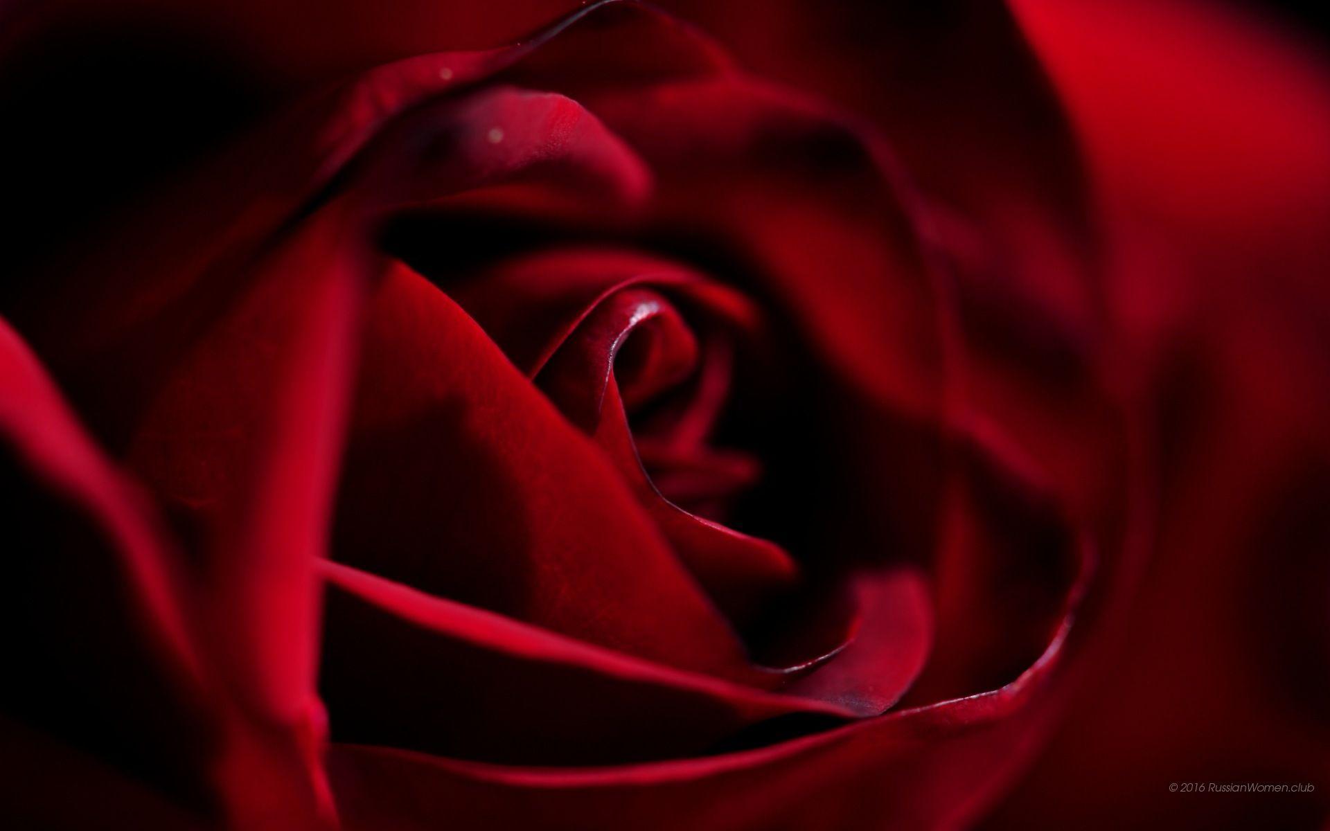 Acer Red Wallpapers - Top Free Acer Red Backgrounds - WallpaperAccess