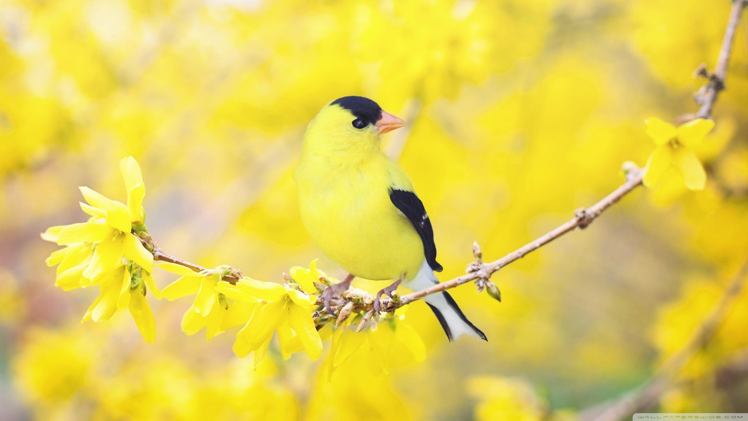 Yellow Bird Wallpapers - Top Free Yellow Bird Backgrounds - WallpaperAccess