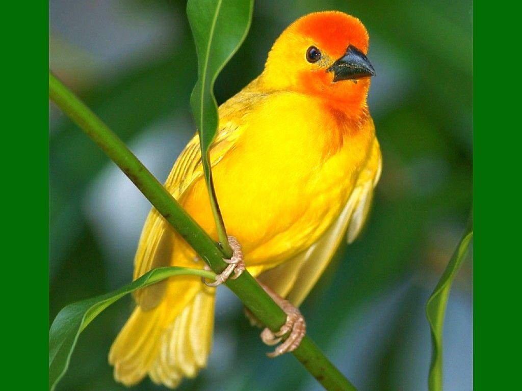 Yellow Bird Wallpapers - Top Free Yellow Bird Backgrounds - WallpaperAccess