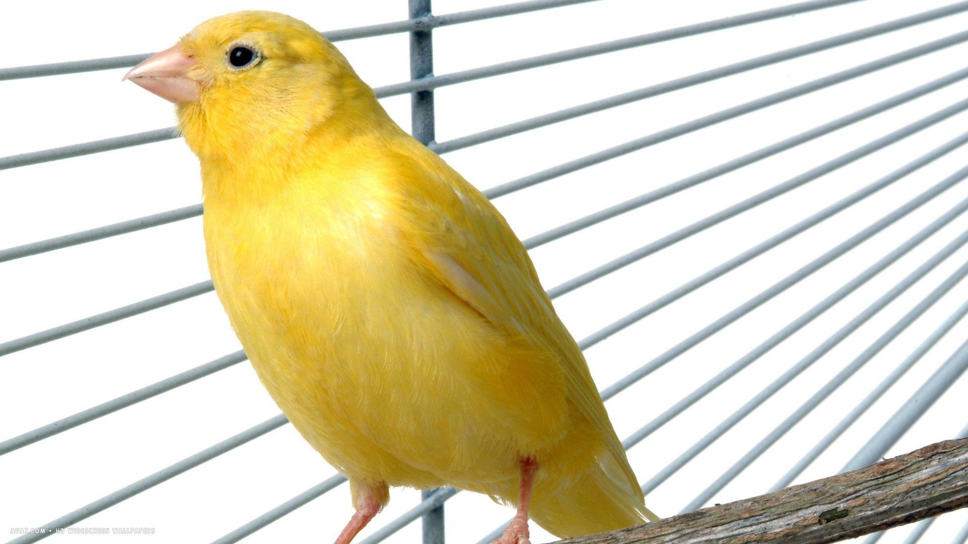 Canary Bird Wallpapers - Top Free Canary Bird Backgrounds - WallpaperAccess