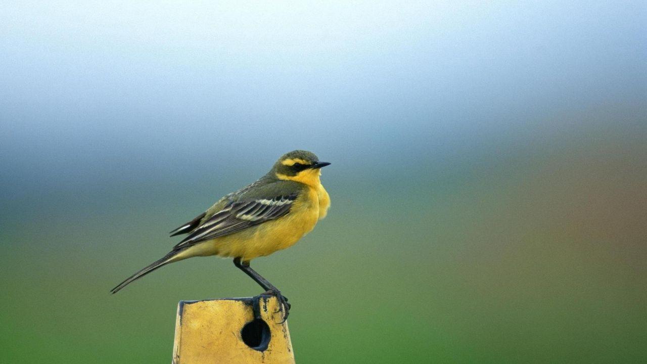 Yellow Bird Wallpapers - Top Free Yellow Bird Backgrounds - WallpaperAccess