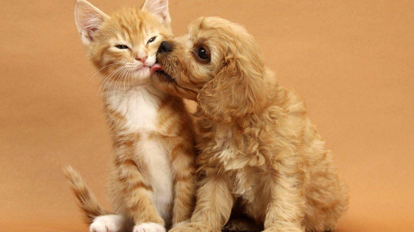 Animal Love Wallpapers - Top Free Animal Love Backgrounds - WallpaperAccess