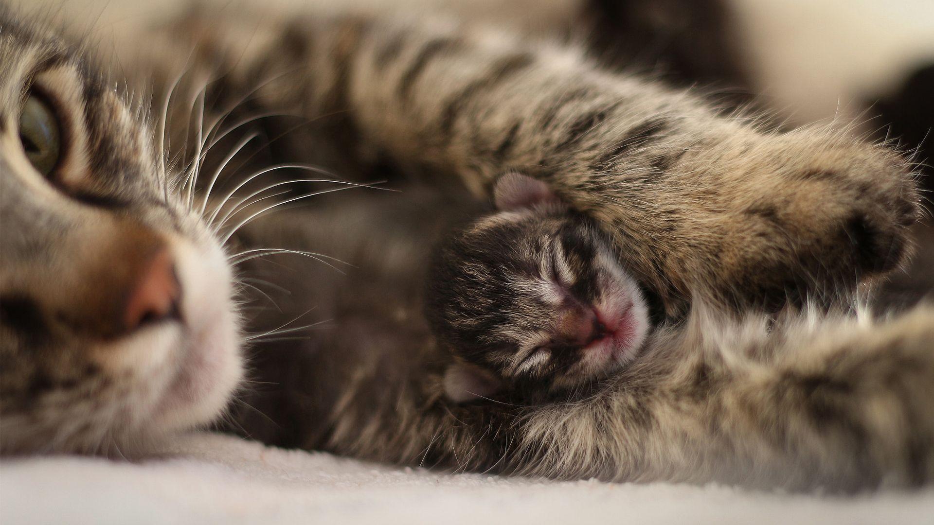 Animals Love Wallpapers - Top Free Animals Love Backgrounds ...