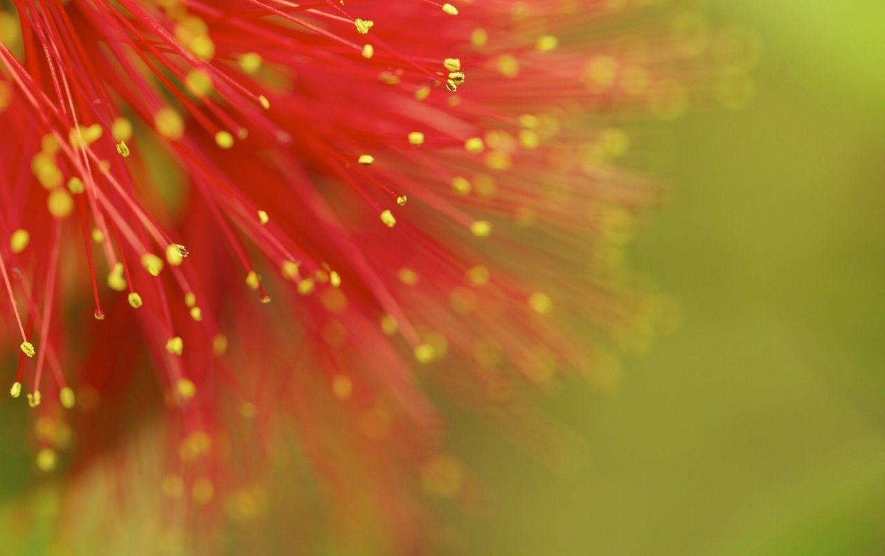 Mimosa Wallpapers - Top Free Mimosa Backgrounds - WallpaperAccess