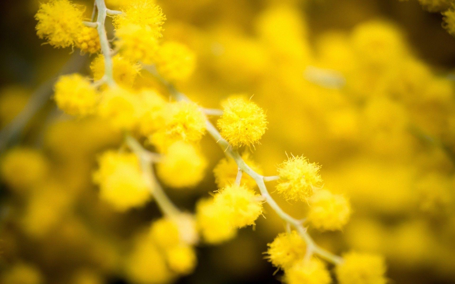 Mimosa Wallpapers - Top Free Mimosa Backgrounds - WallpaperAccess