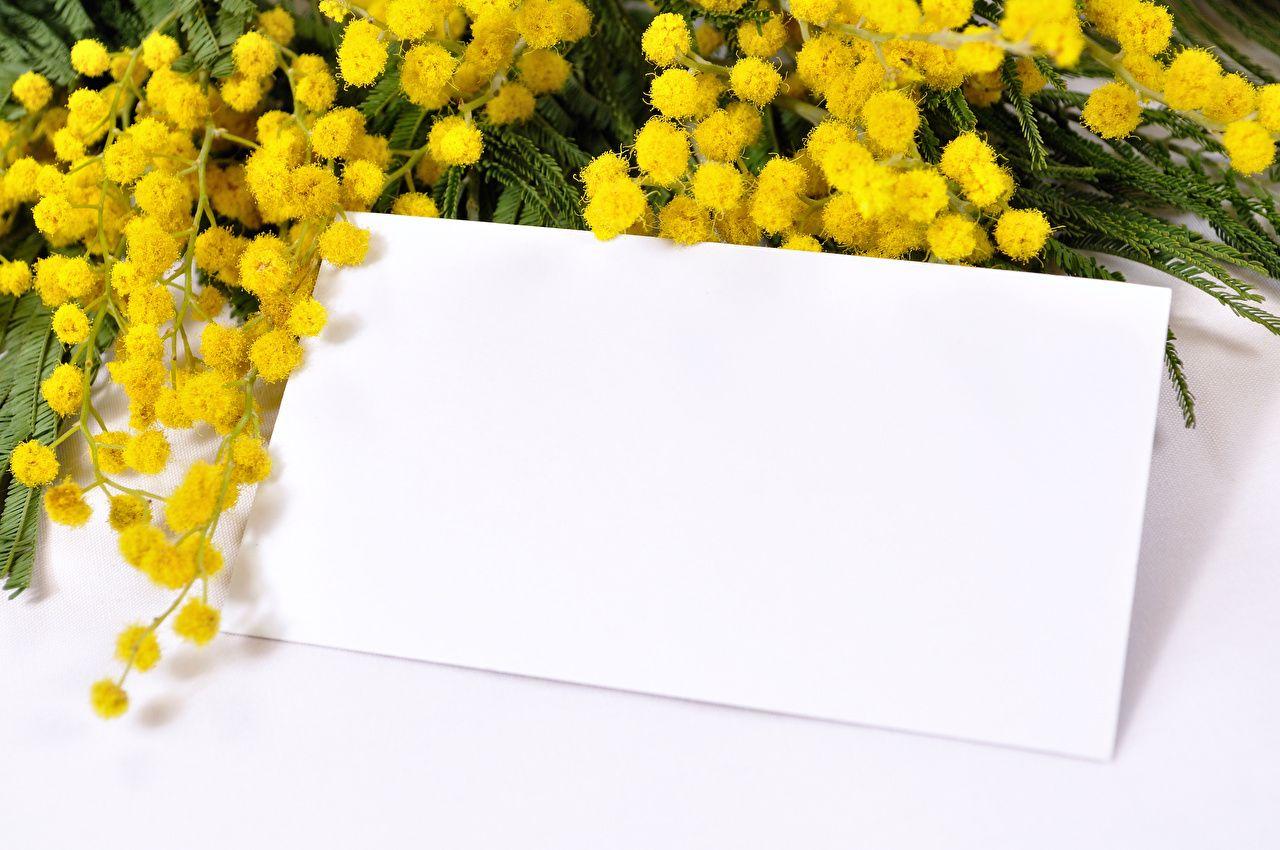 Mimosa Wallpapers - Top Free Mimosa Backgrounds - WallpaperAccess