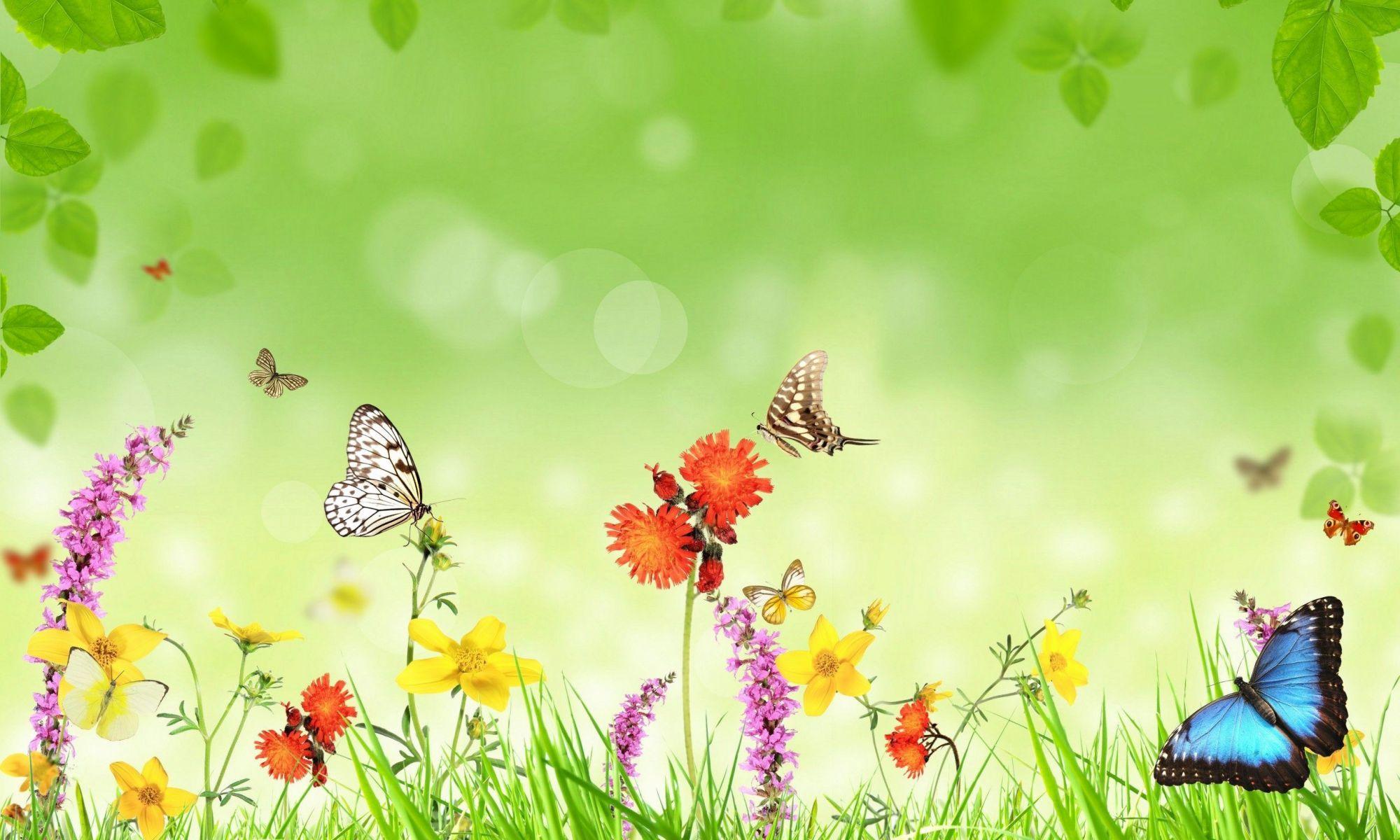 Animated Butterfly Wallpapers - Top Free Animated Butterfly Backgrounds ...