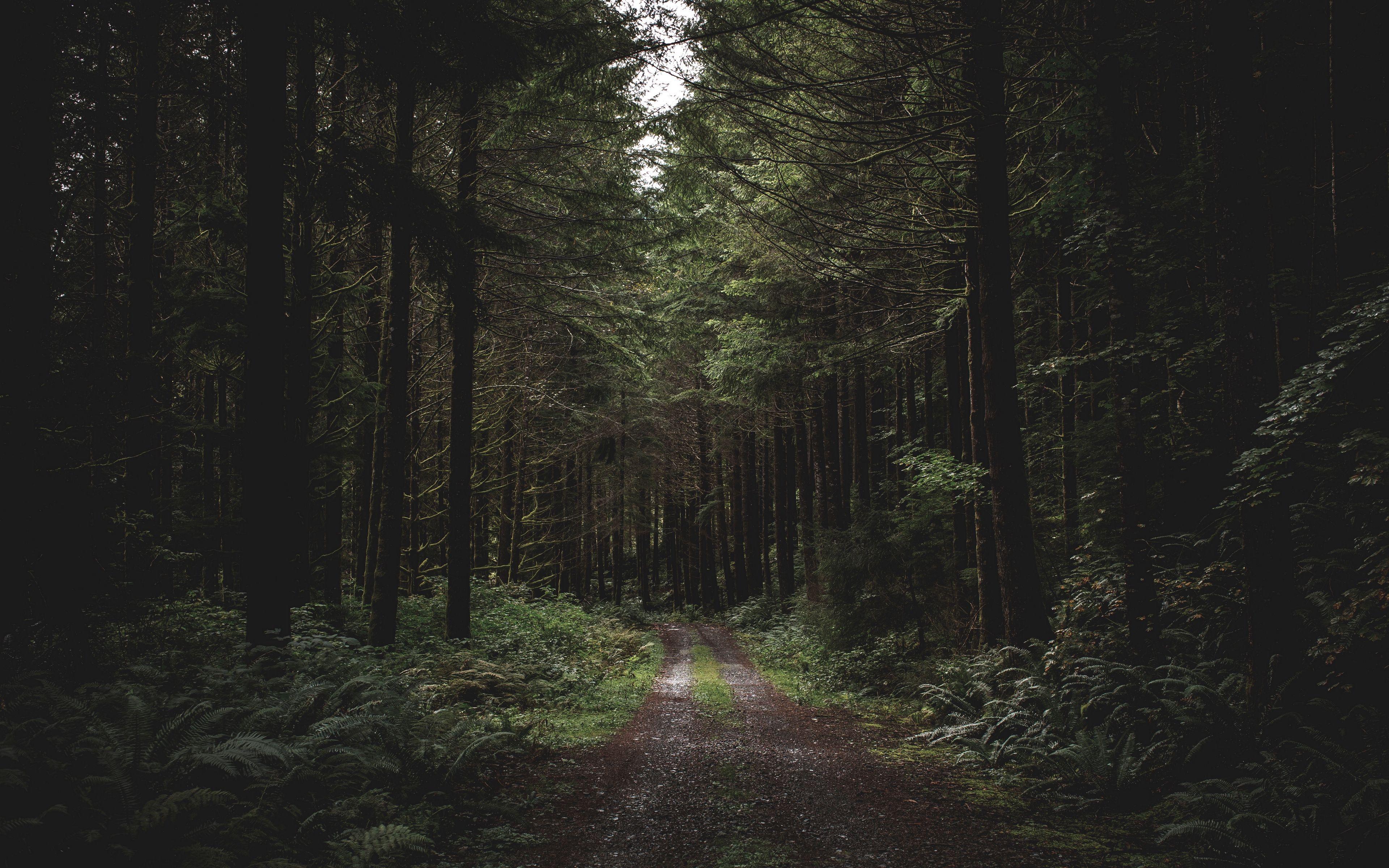 Path Wallpapers - Top Free Path Backgrounds - WallpaperAccess