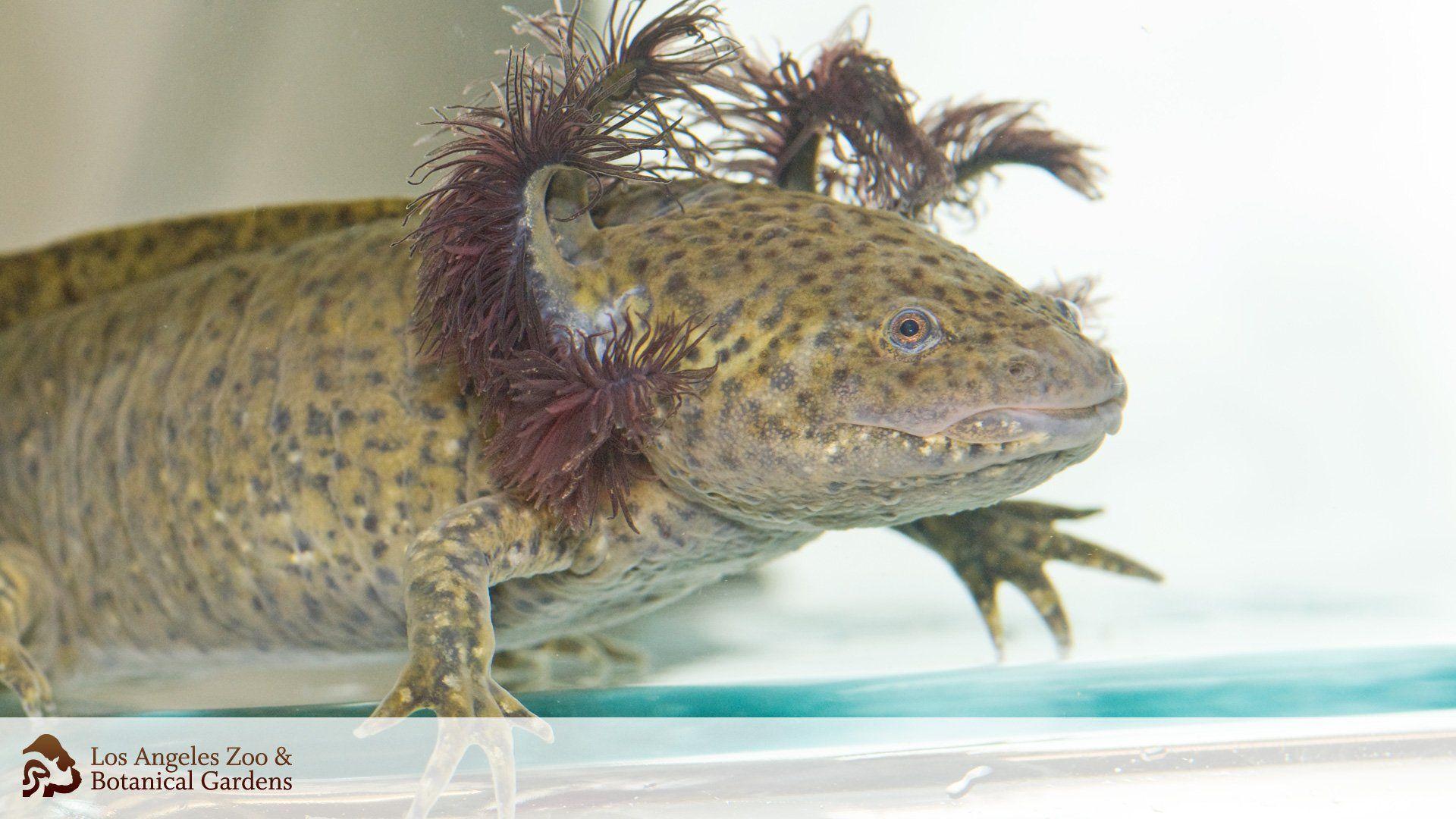 Kawaii Deadpool Wallpapers - Top Free Kawaii Deadpool Backgrounds ...