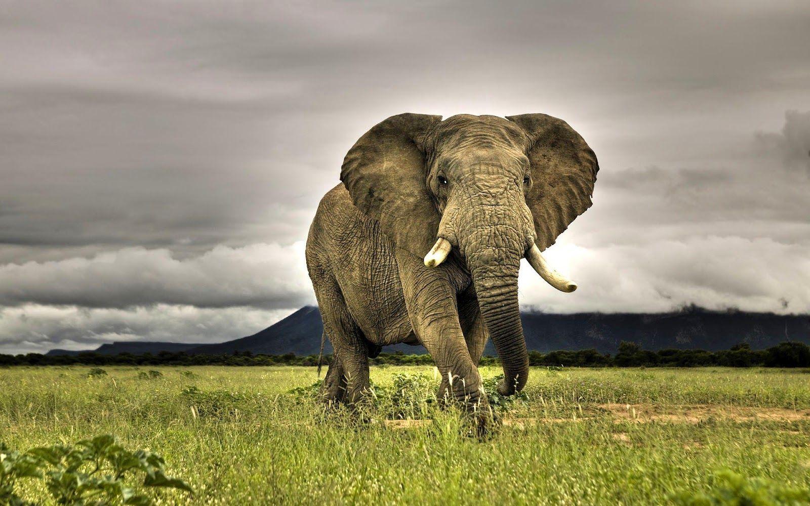 Beautiful Elephant Wallpapers - Top Free Beautiful Elephant Backgrounds ...