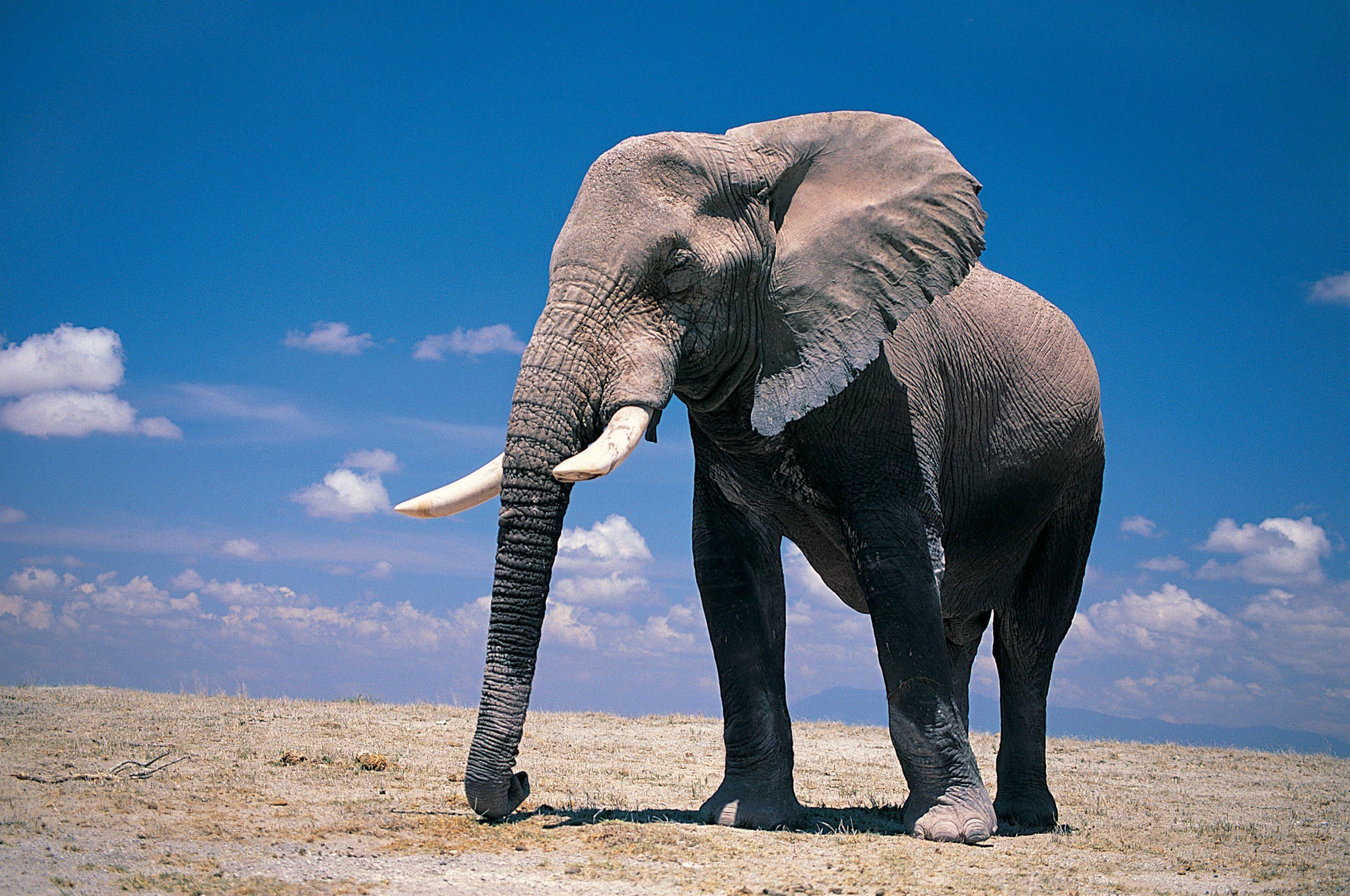 Elephant HD Wallpapers - Top Free Elephant HD Backgrounds - WallpaperAccess