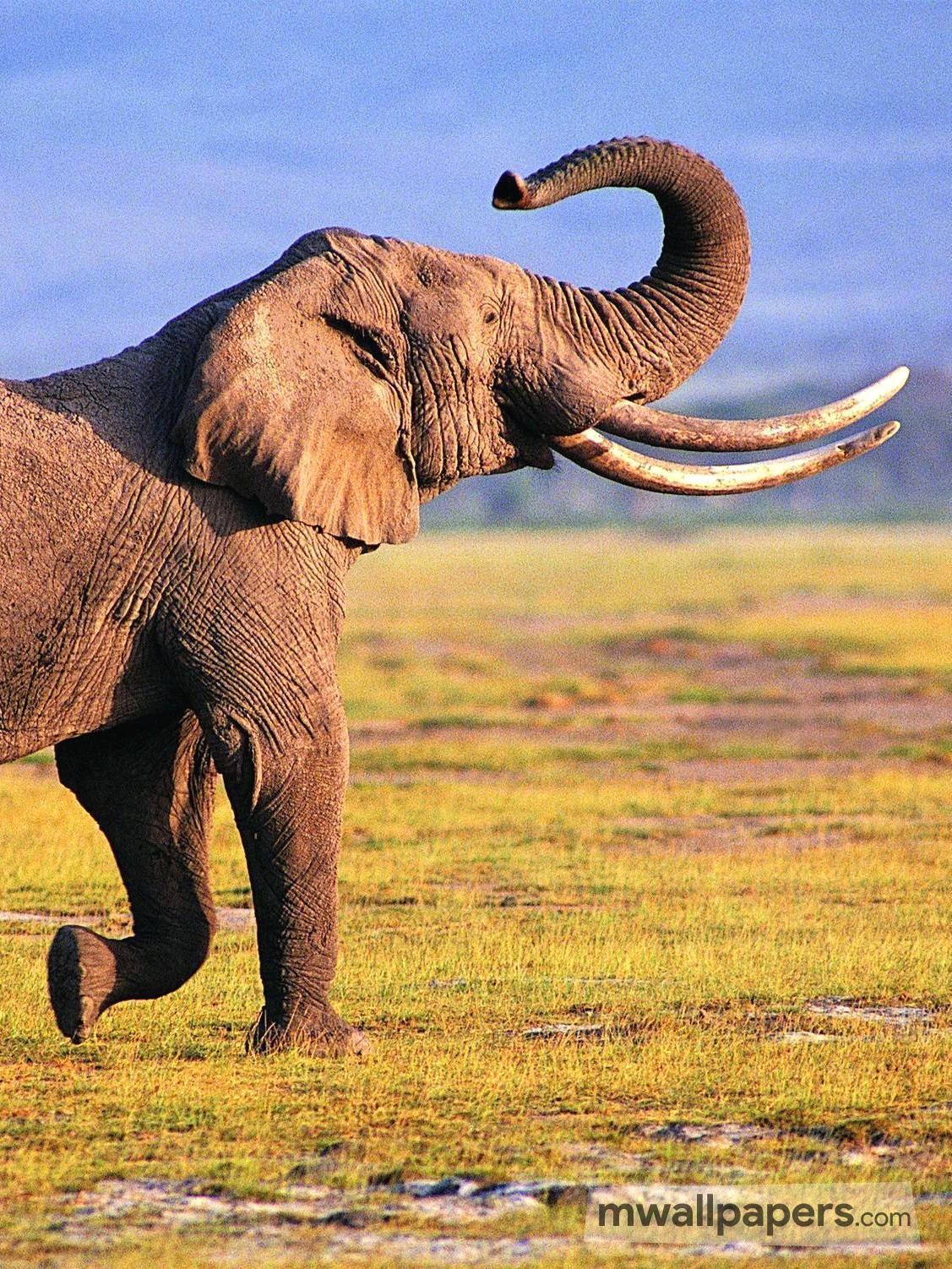 Elephant HD Wallpapers - Top Free Elephant HD Backgrounds - WallpaperAccess