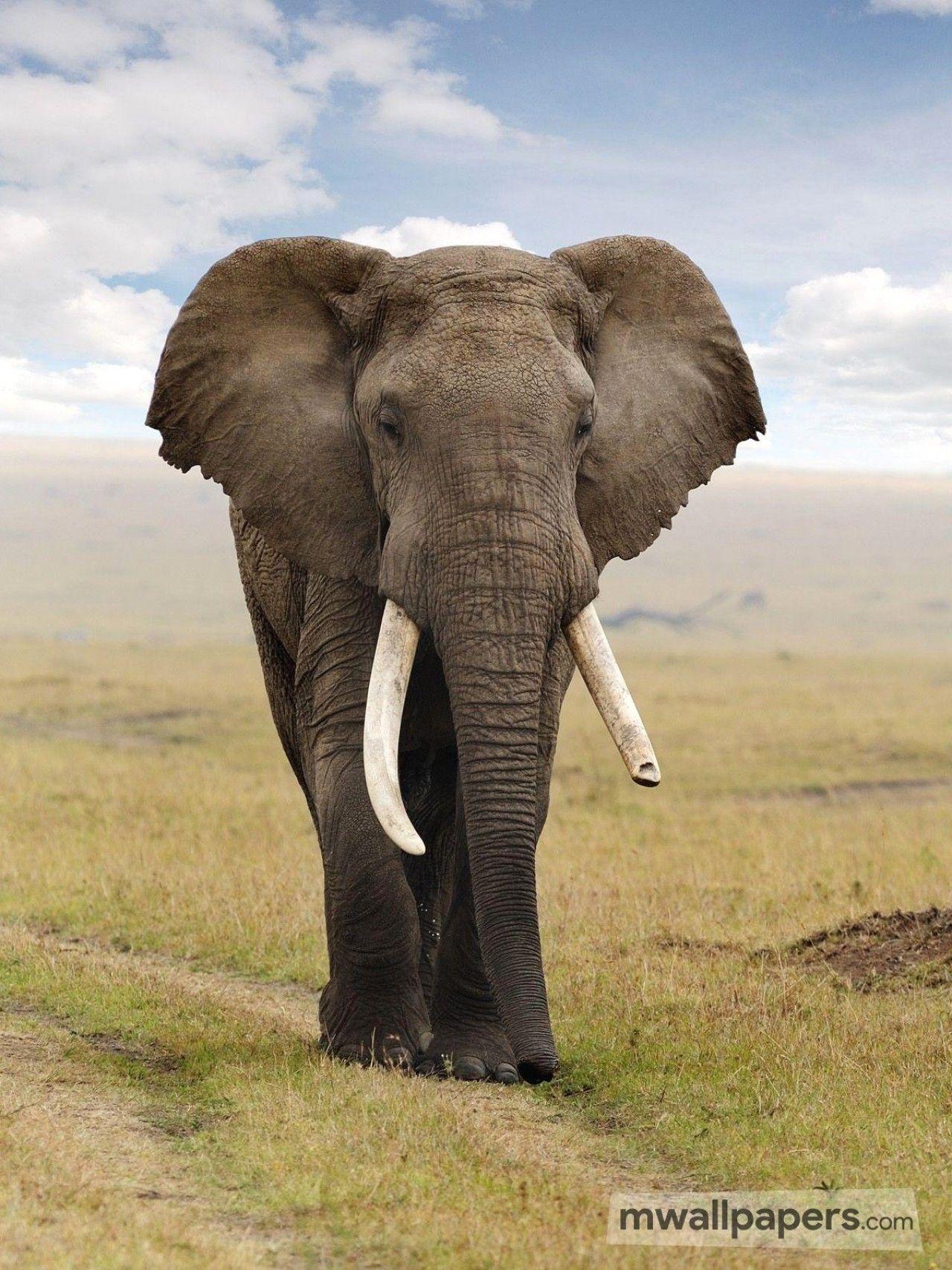 Elephant HD Wallpapers - Top Free Elephant HD Backgrounds - WallpaperAccess
