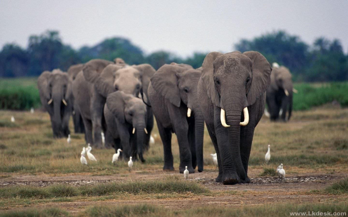 HD Elephant Wallpapers - Top Free HD Elephant Backgrounds - WallpaperAccess