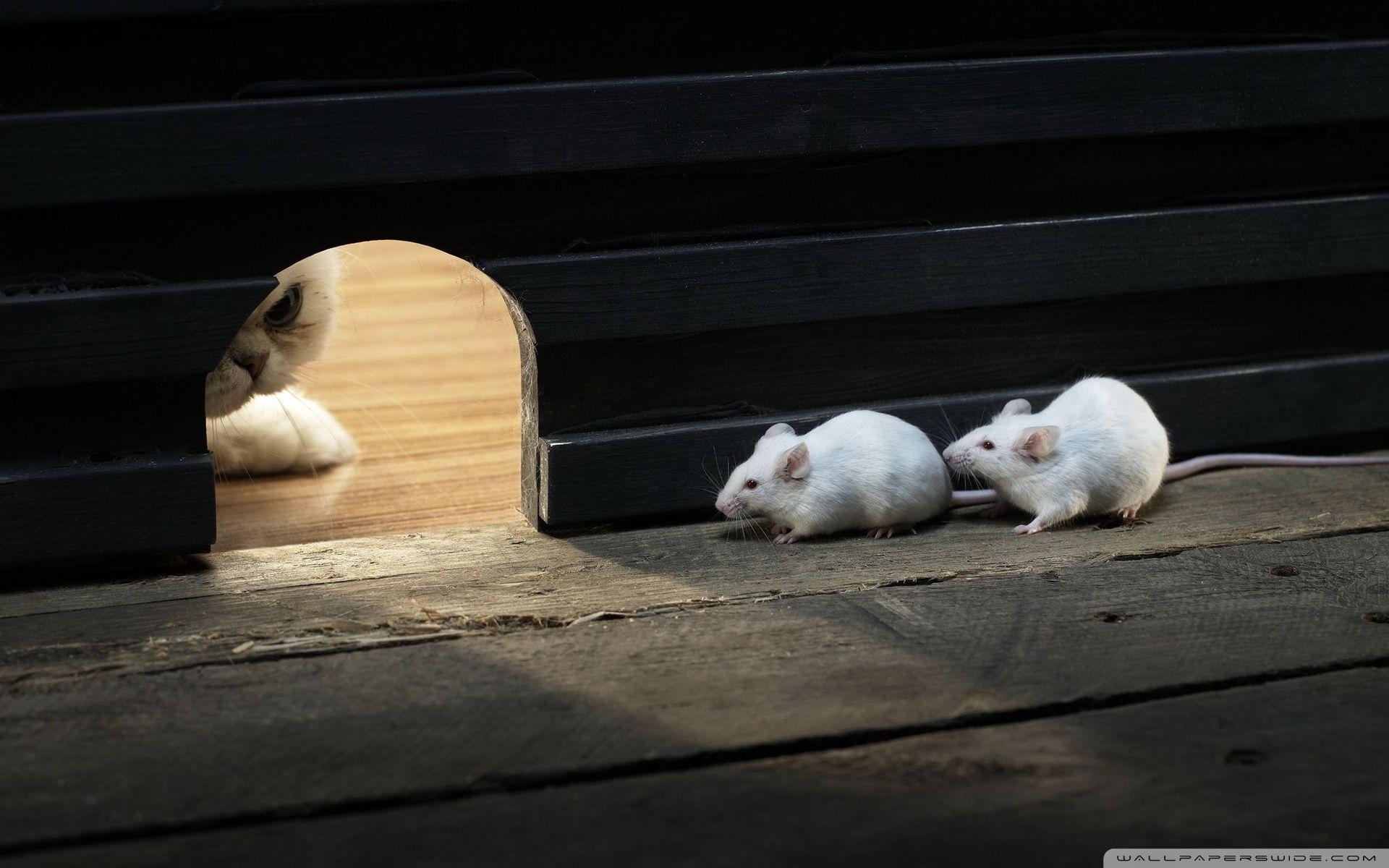 Mice Wallpapers - Top Free Mice Backgrounds - WallpaperAccess