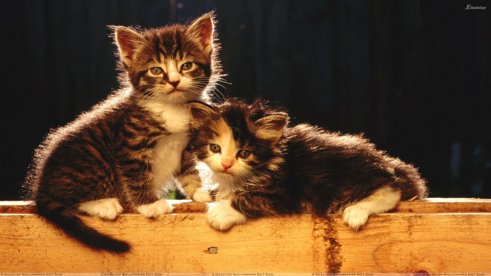 Two Cats Wallpapers - Top Free Two Cats Backgrounds - WallpaperAccess