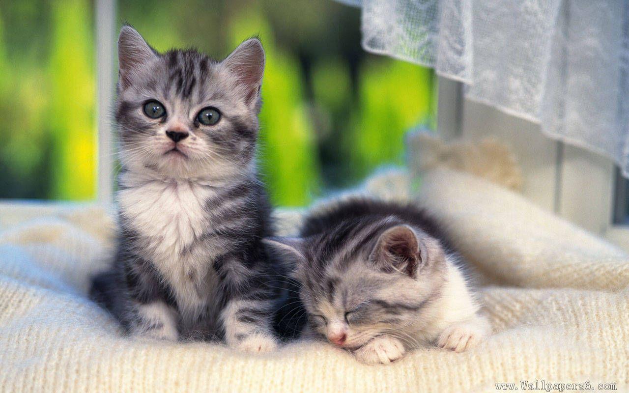 Two Cats Wallpapers - Top Free Two Cats Backgrounds - WallpaperAccess