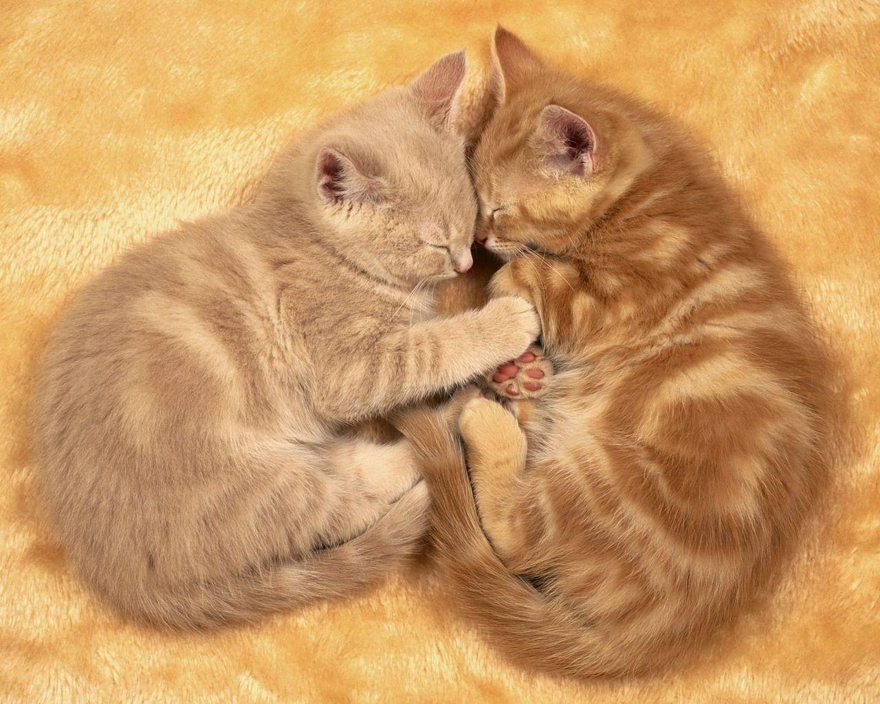 Two Cats Wallpapers - Top Free Two Cats Backgrounds - WallpaperAccess