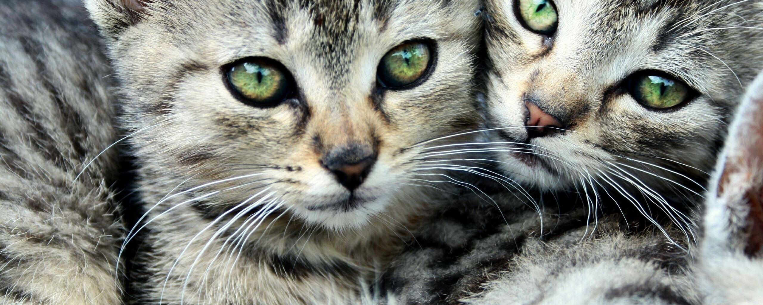 Two Cats Wallpapers - Top Free Two Cats Backgrounds - WallpaperAccess