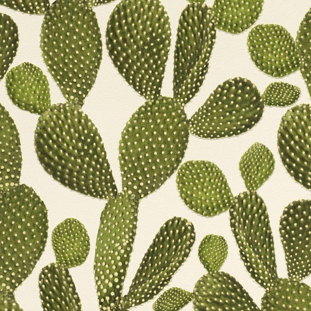 Cactus Wallpapers - Top Free Cactus Backgrounds - WallpaperAccess