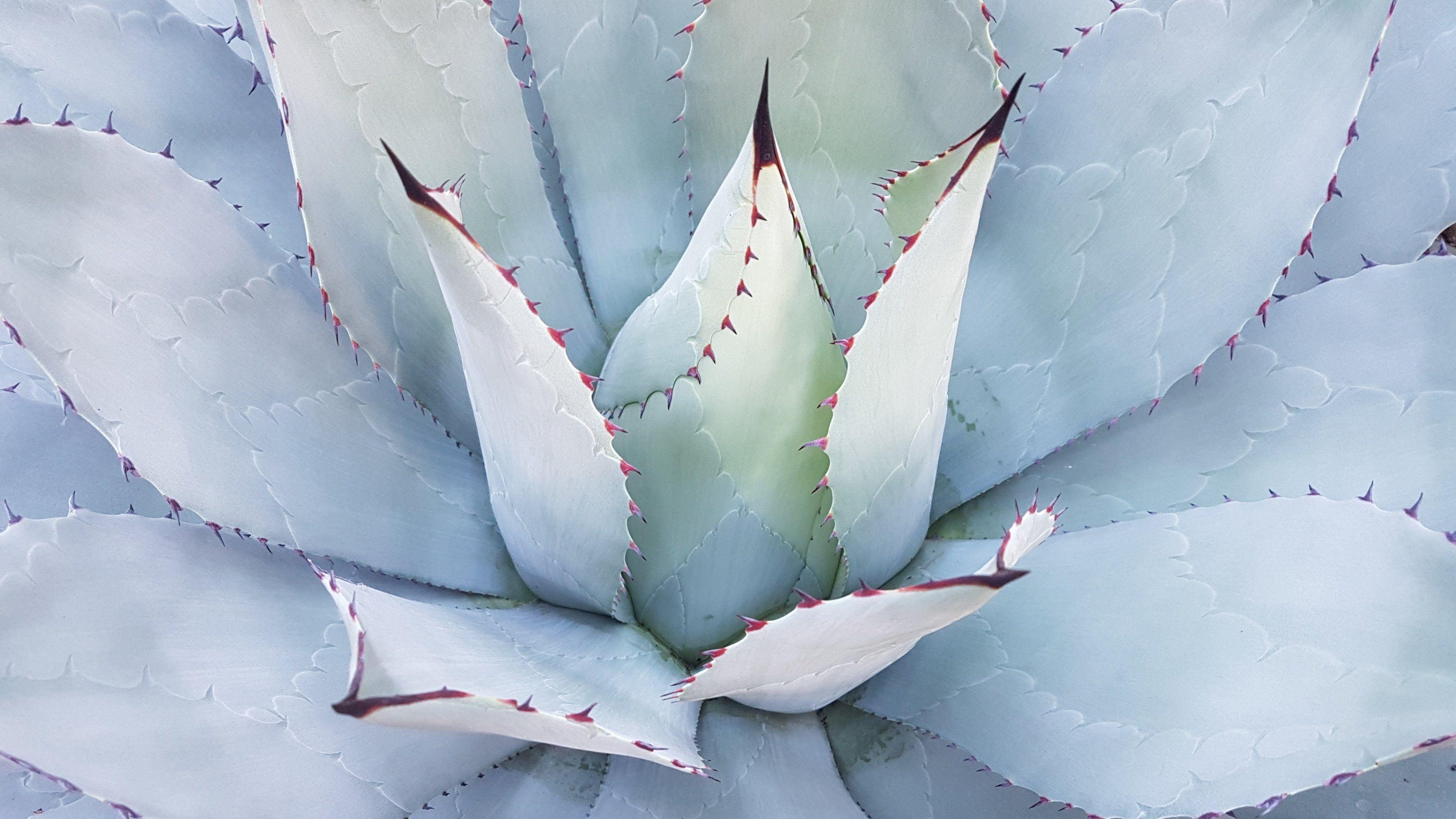 Cactus Wallpapers - Top Free Cactus Backgrounds - WallpaperAccess