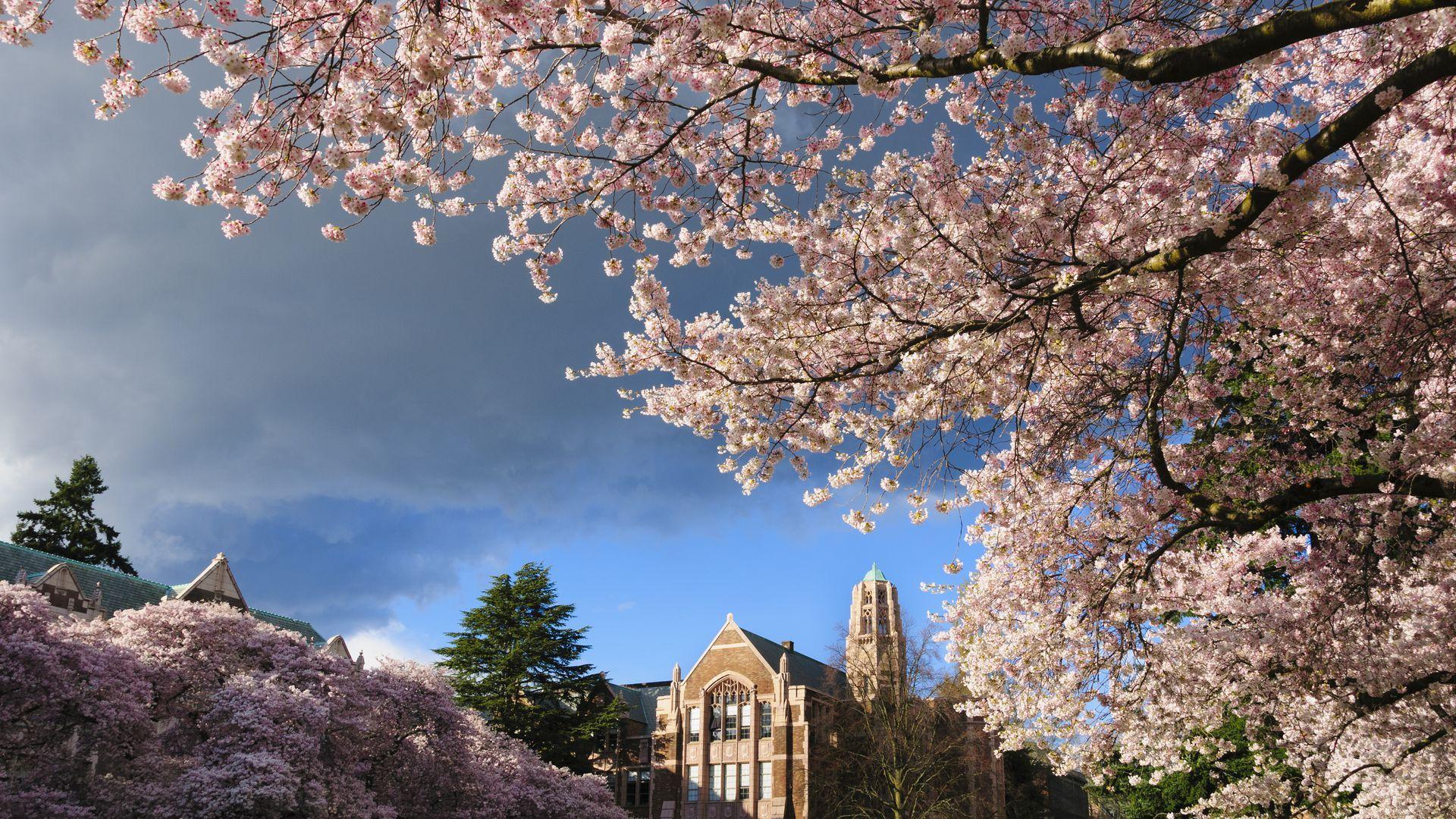 University of Washington Wallpapers - Top Free University of Washington ...