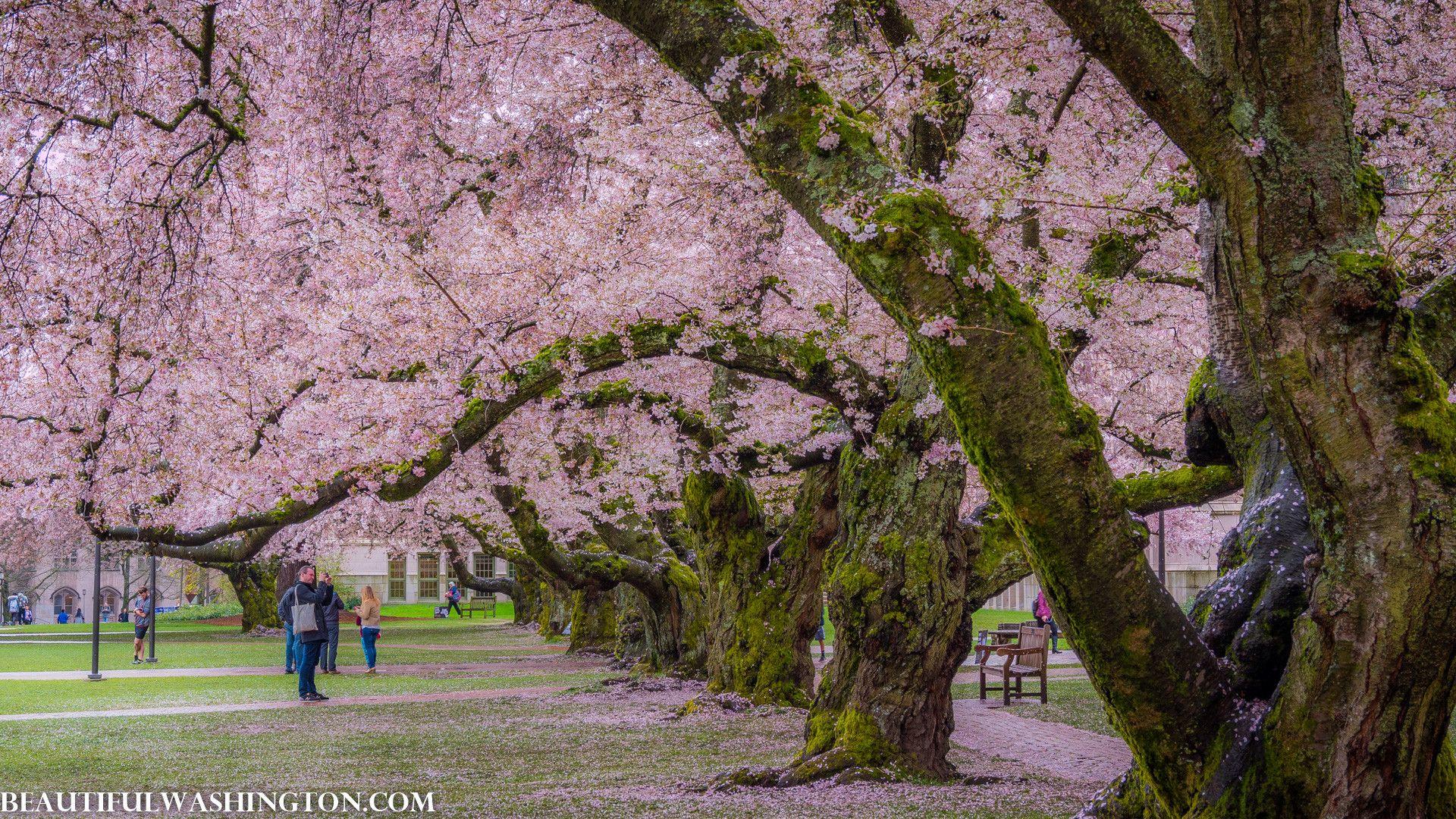 University of Washington Wallpapers - Top Free University of Washington ...